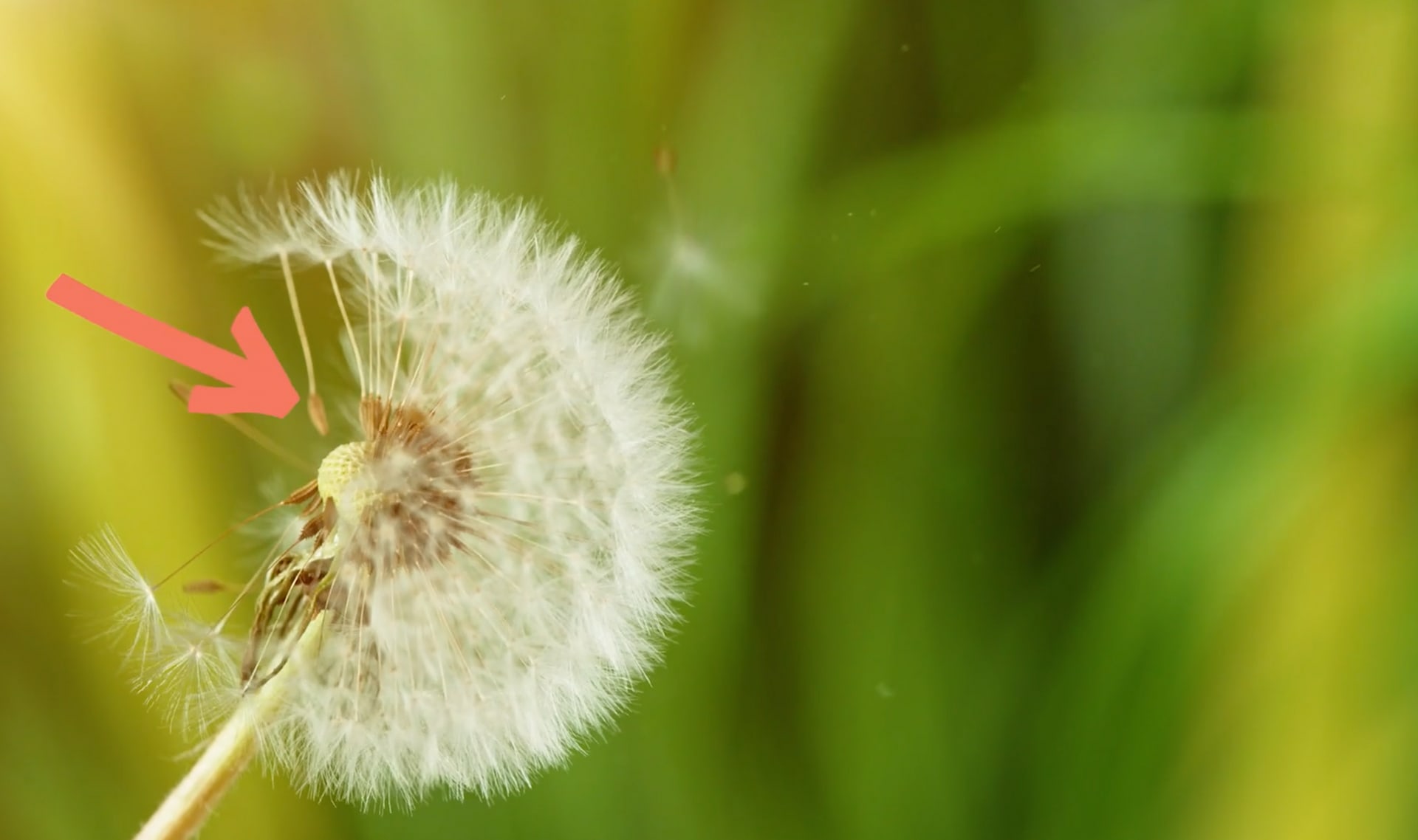 Why do seeds have so many different shapes?