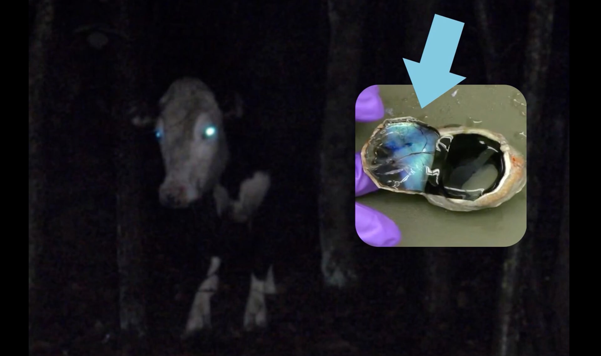 How can some animals see in the dark?