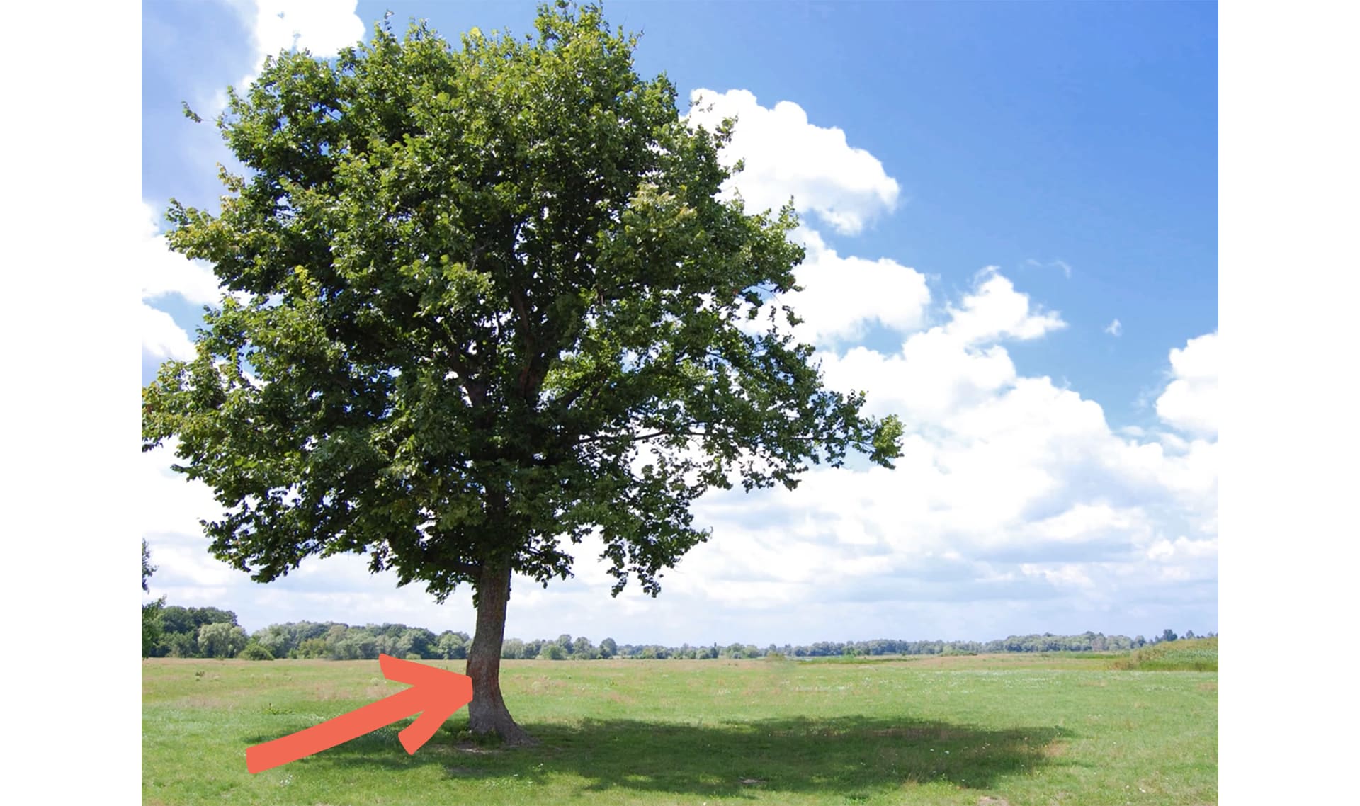 Mystery Science How Do Plants And Trees Grow at Ronald Alvarez blog