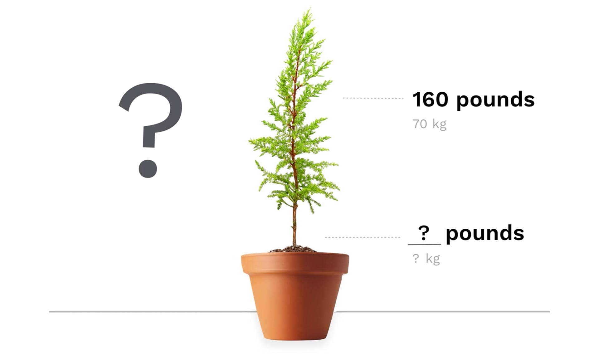 What do plants eat?