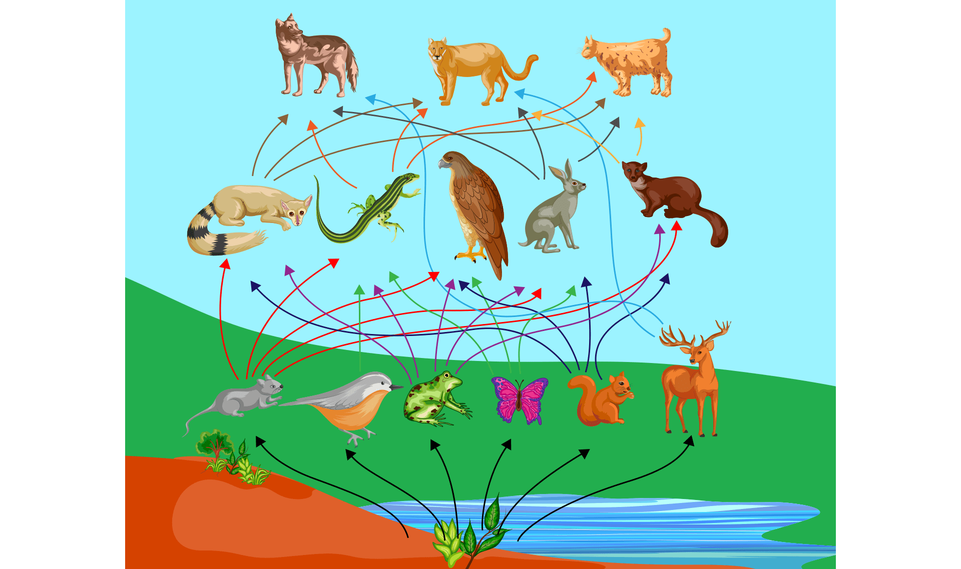 Hawk Food Chain Food Chains: The Simple Story Of How Nature Shares