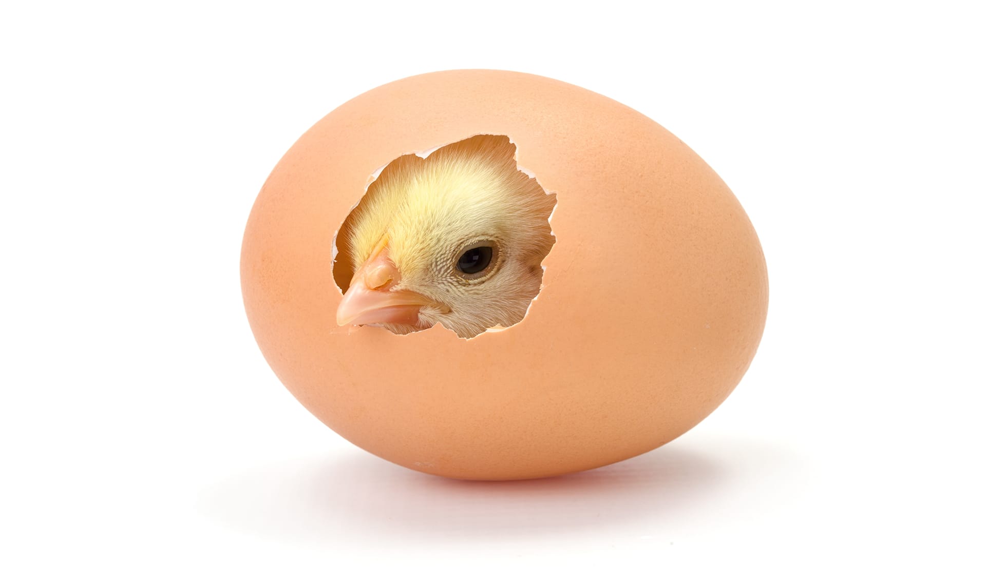 Why do birds lay eggs in the spring?