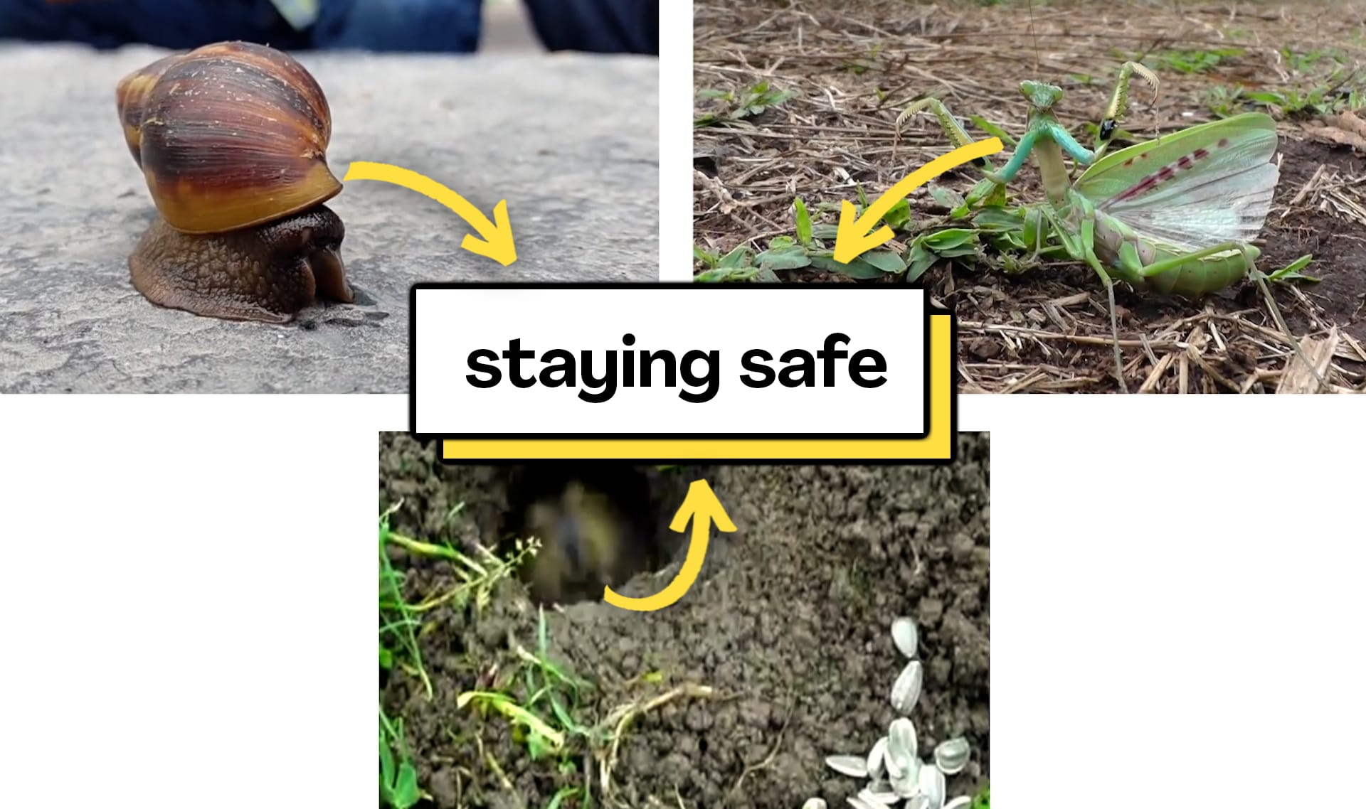 How can you find animals in the woods?