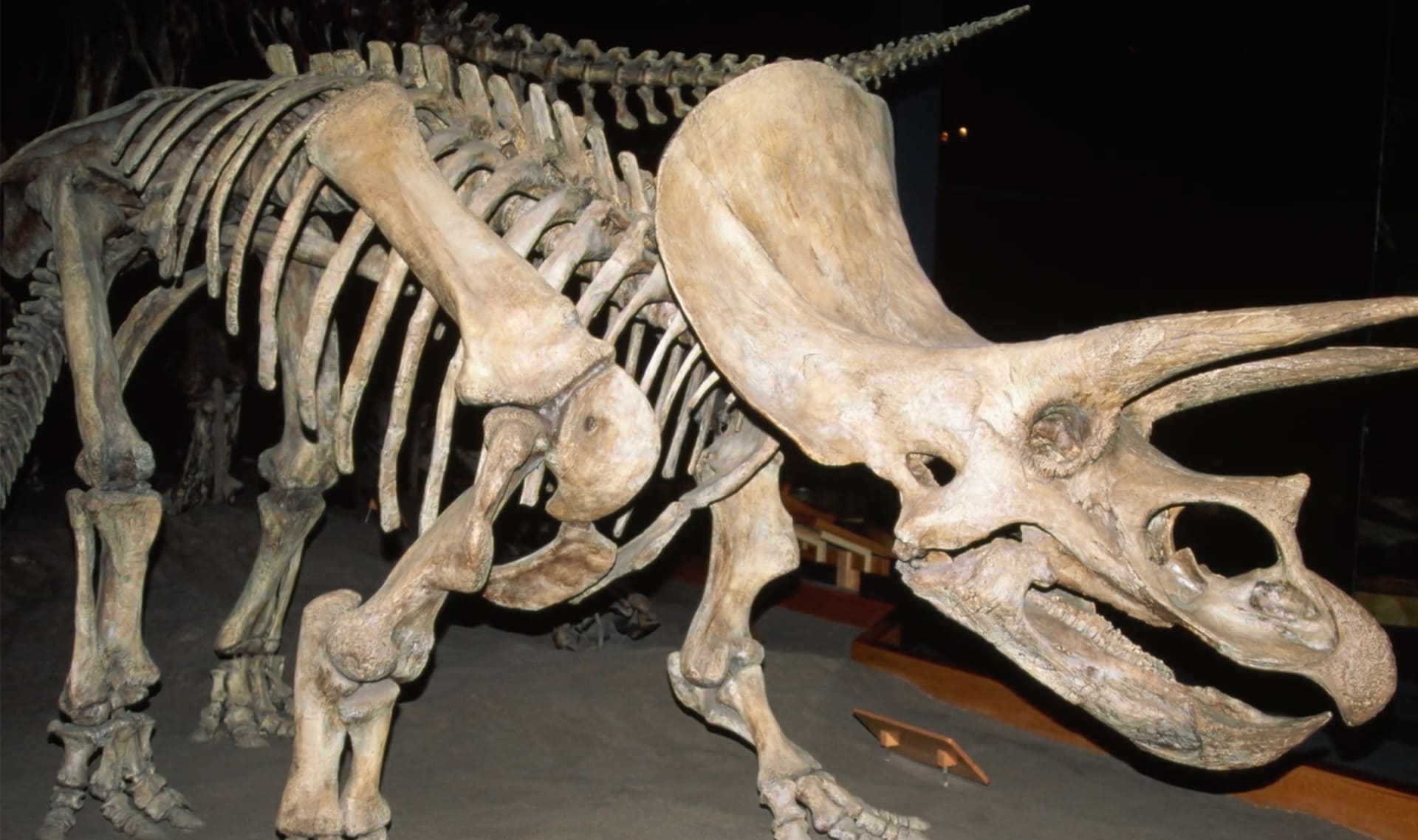 How do we know what dinosaurs looked like?