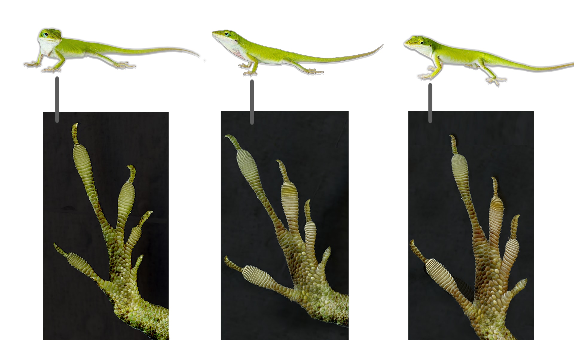 How could a lizard's toes help it survive?