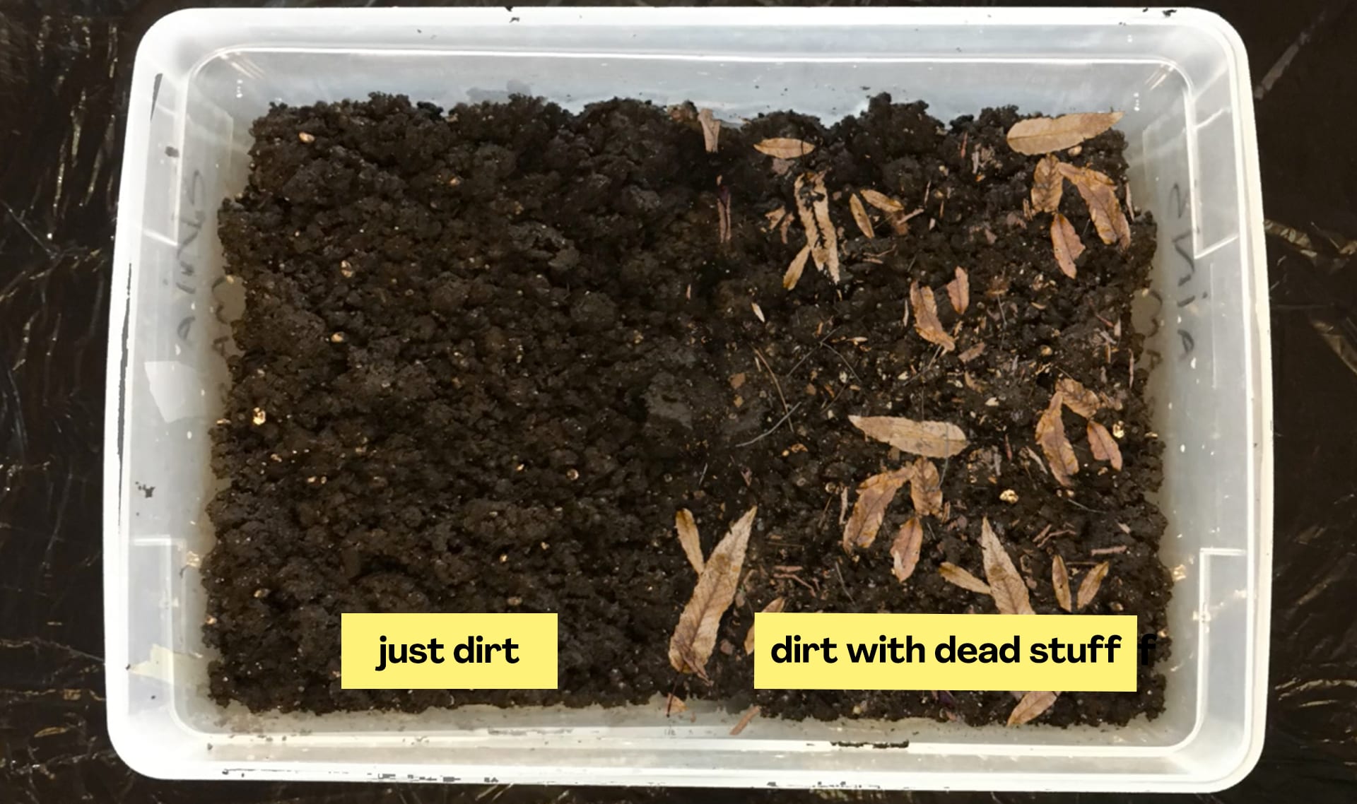 Do worms really eat dirt?