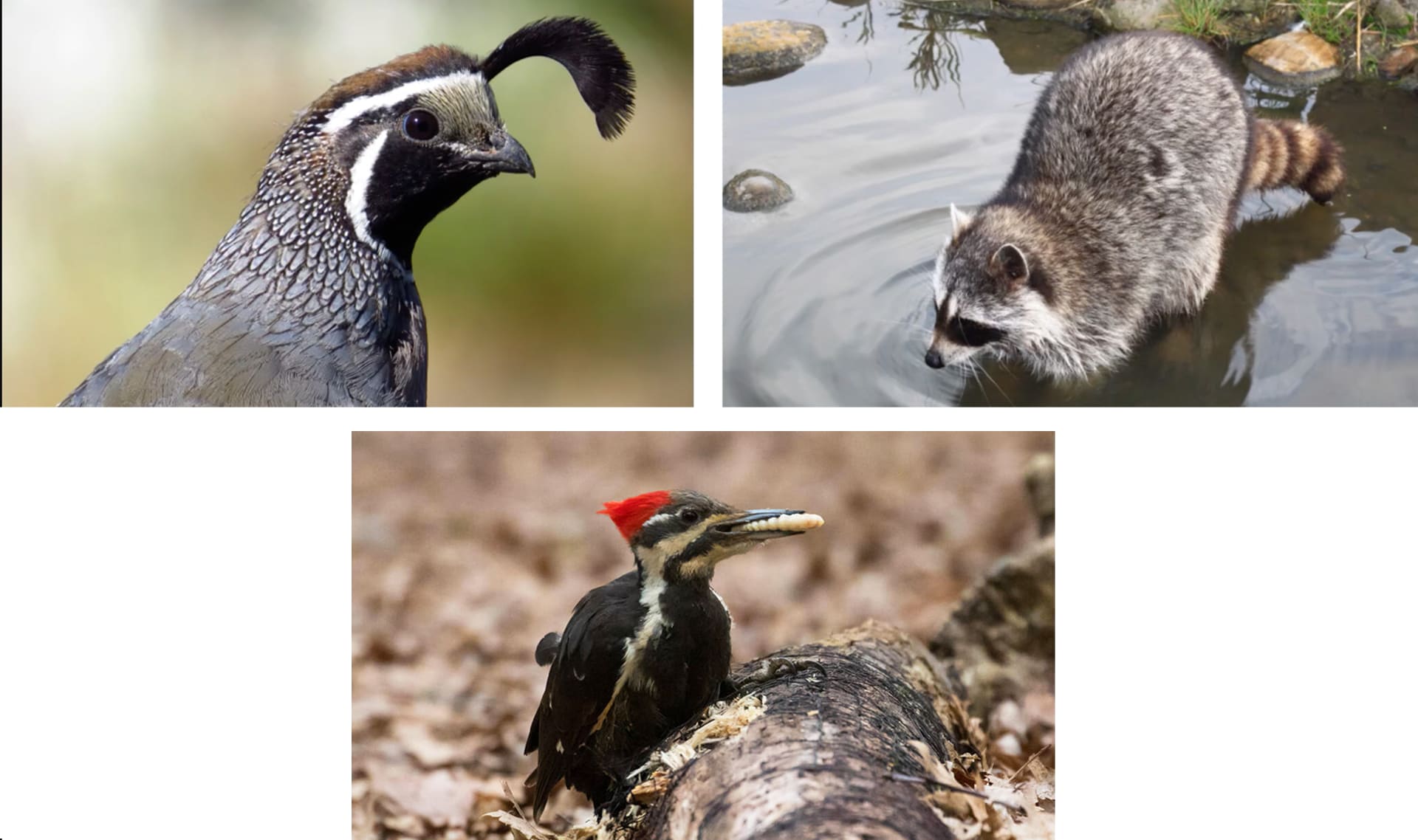 Why do woodpeckers peck wood?