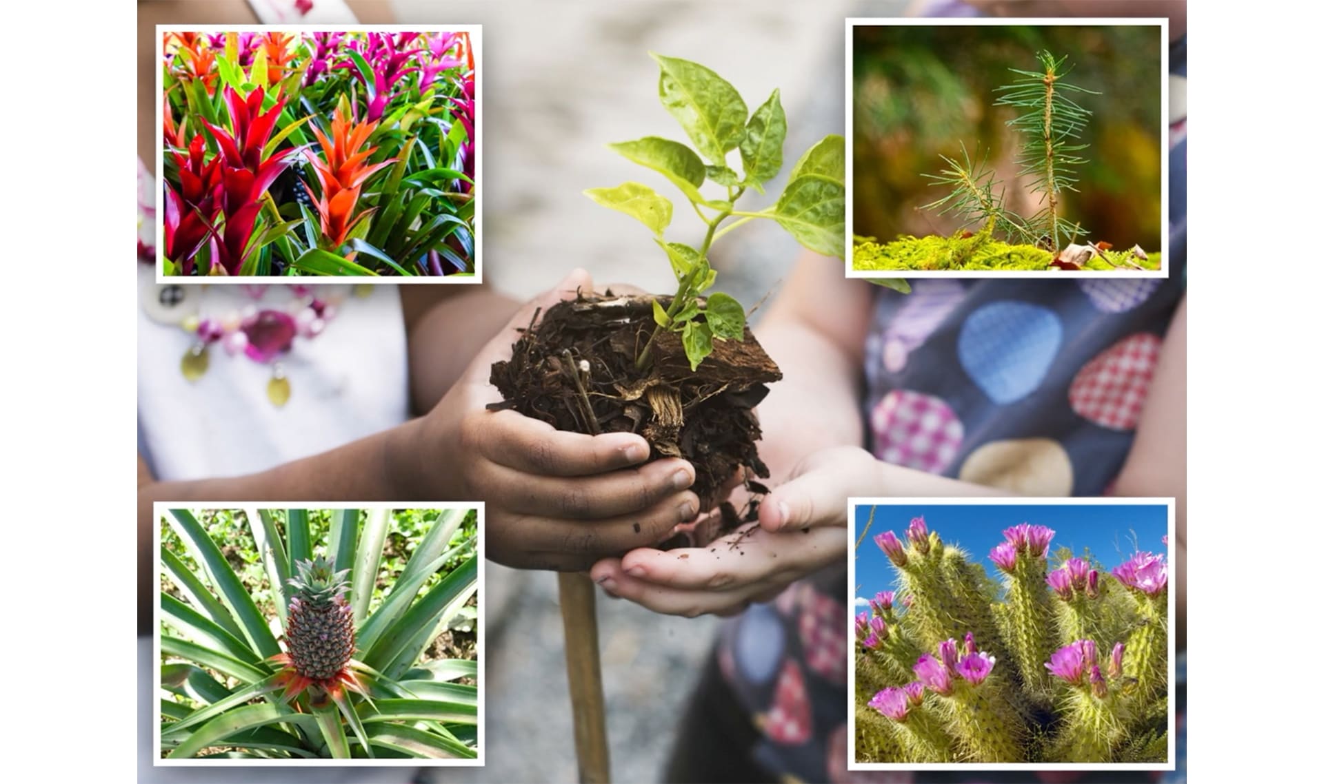 Mystery Science How Do Plants And Trees Grow at Ronald Alvarez blog