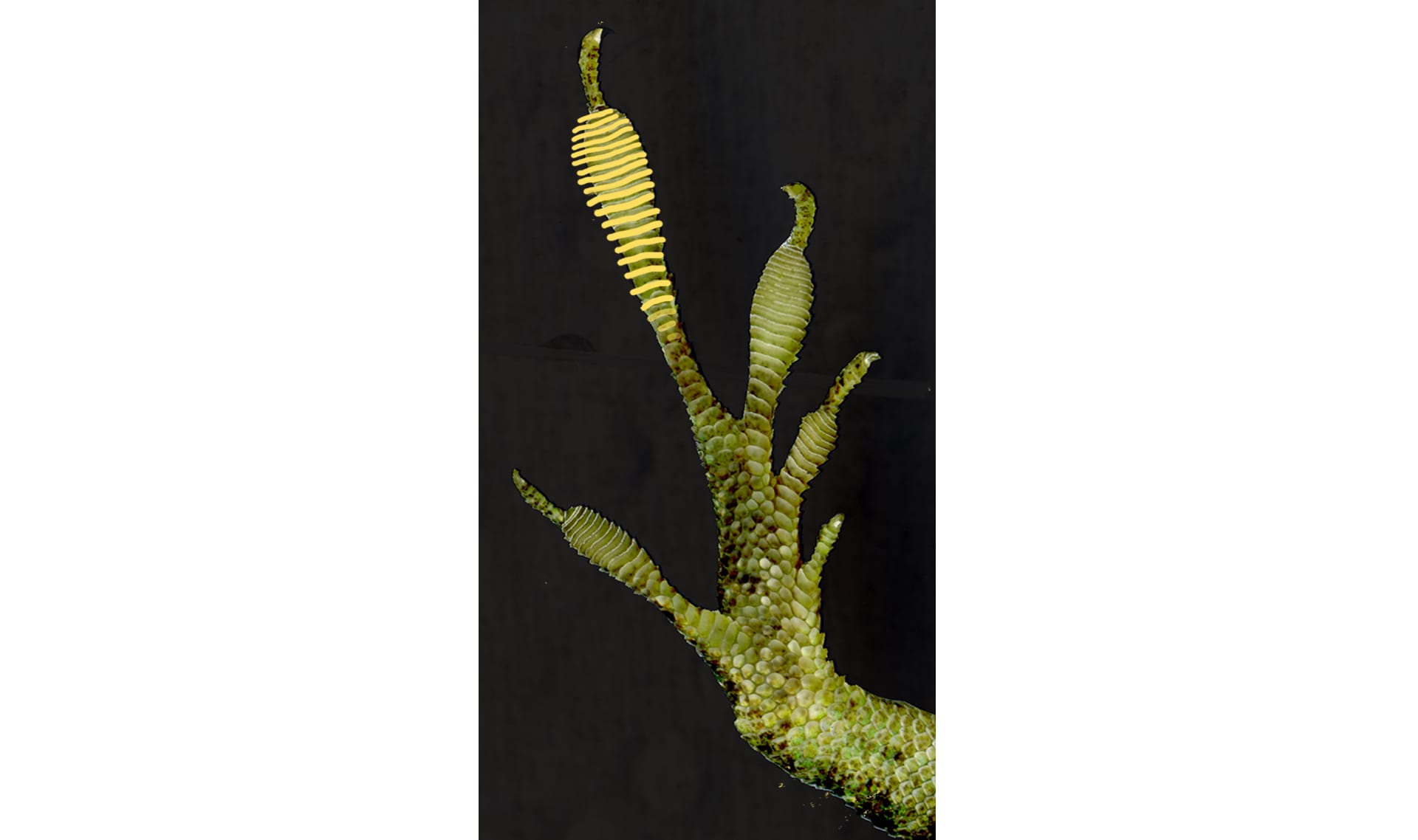 How could a lizard's toes help it survive?