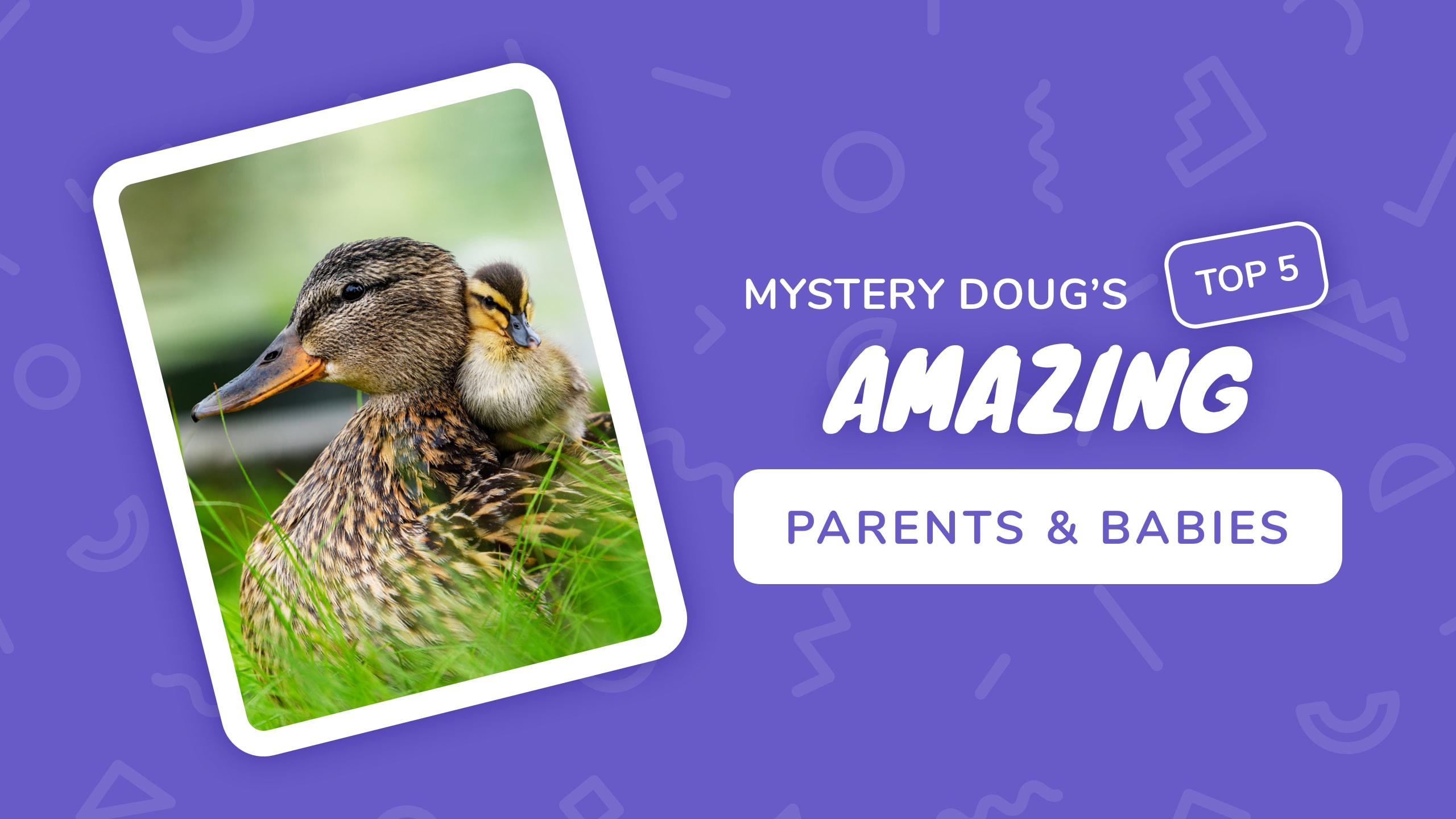 How do flowers bloom in the spring? - Mystery Science