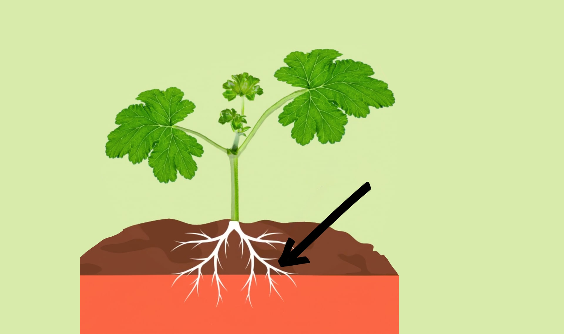 What will a baby plant look like when it grows up?