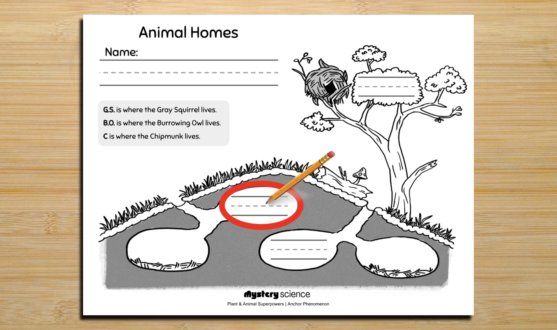 How do animals take care of their babies?