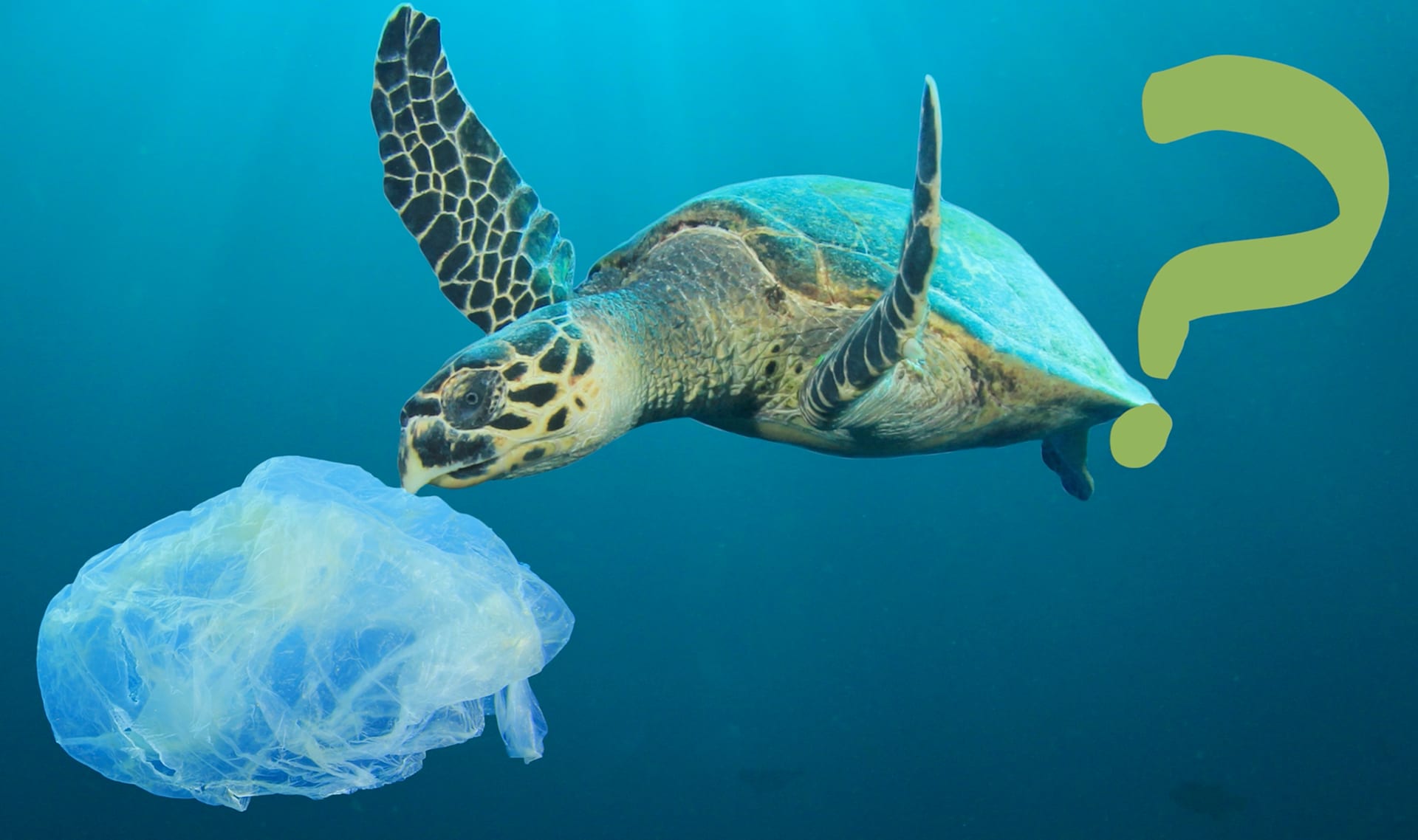 Why would a sea turtle eat a plastic bag?