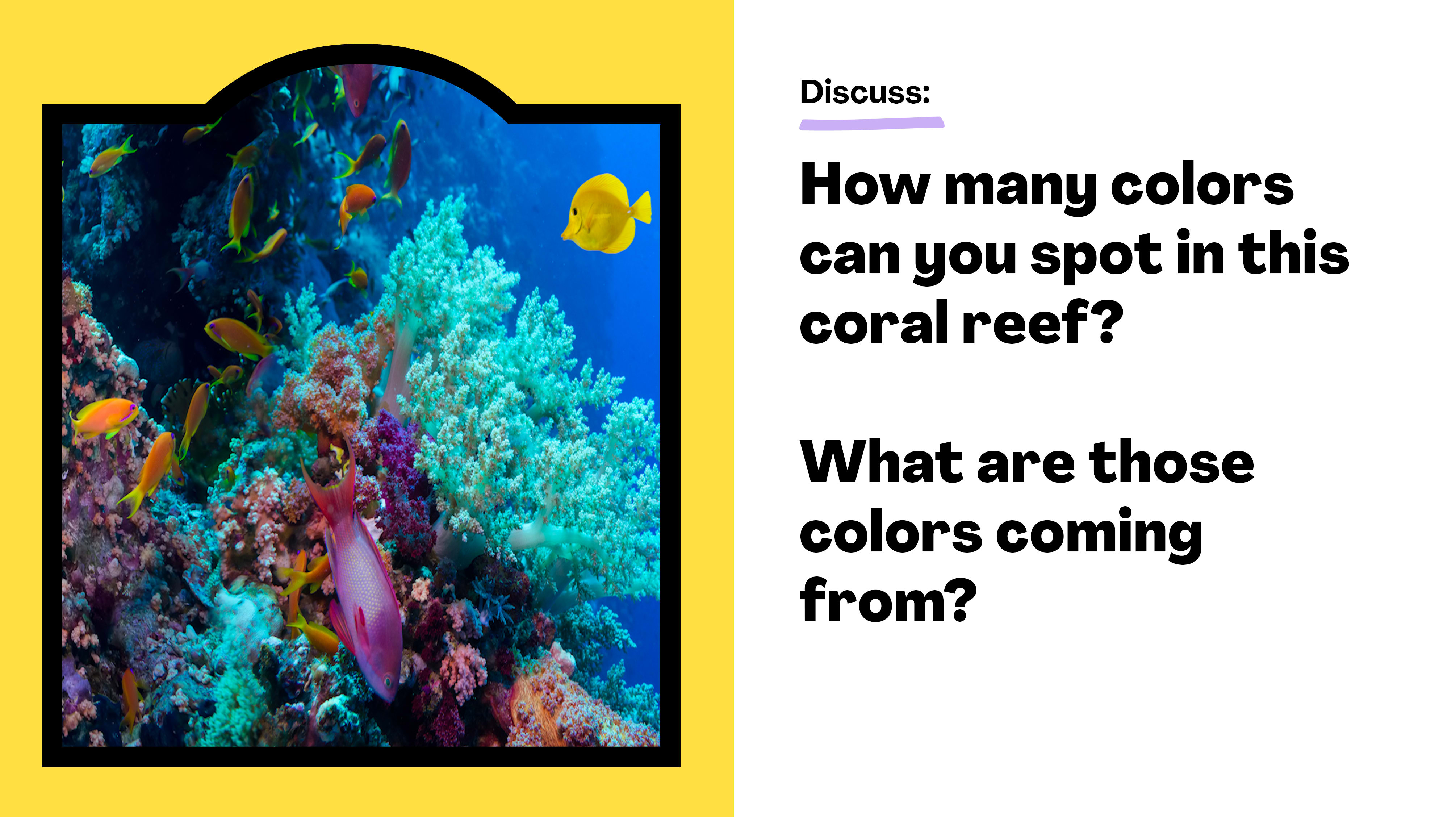 Why are coral reefs so colorful? - Mystery Science