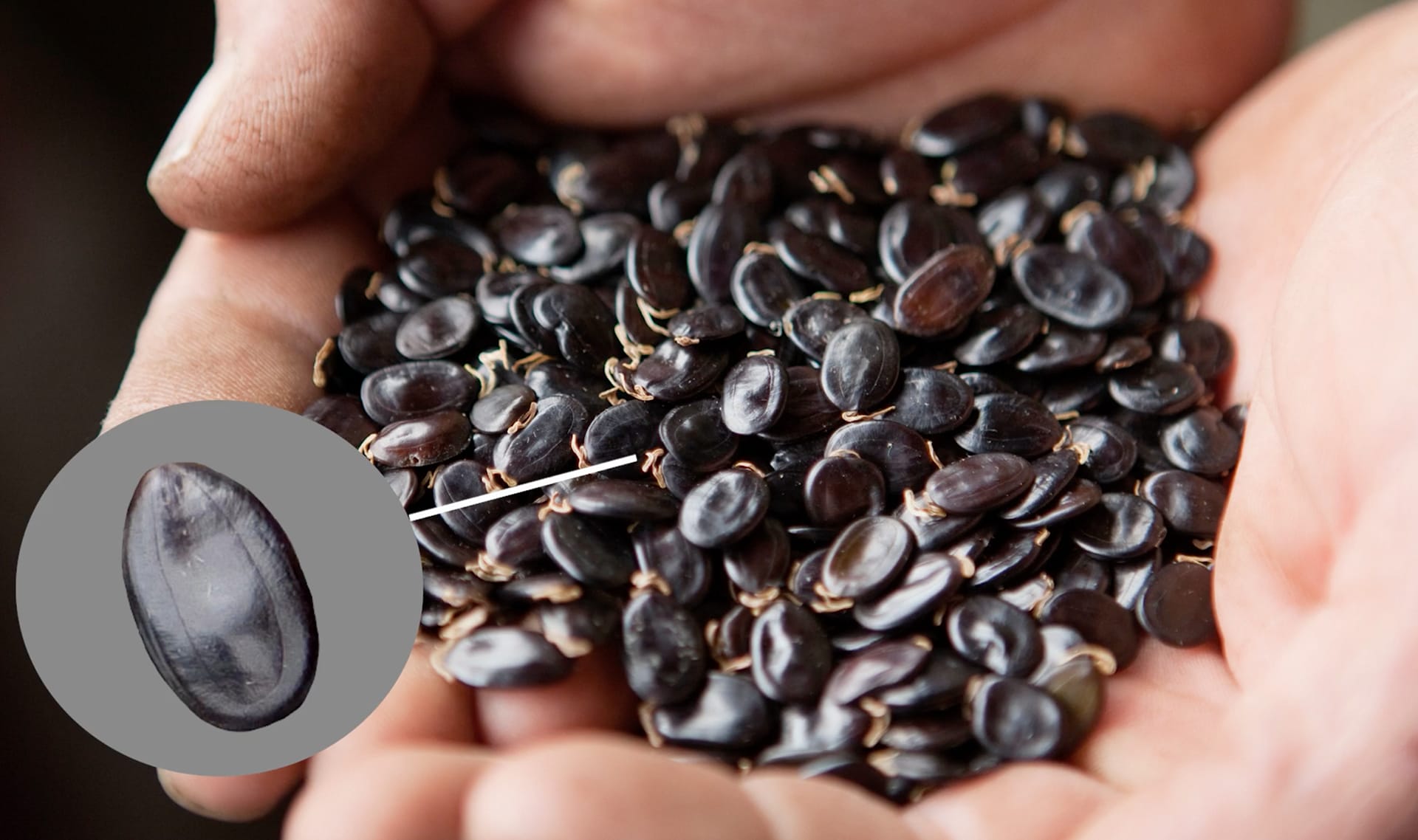 How did a tree travel halfway around the world?