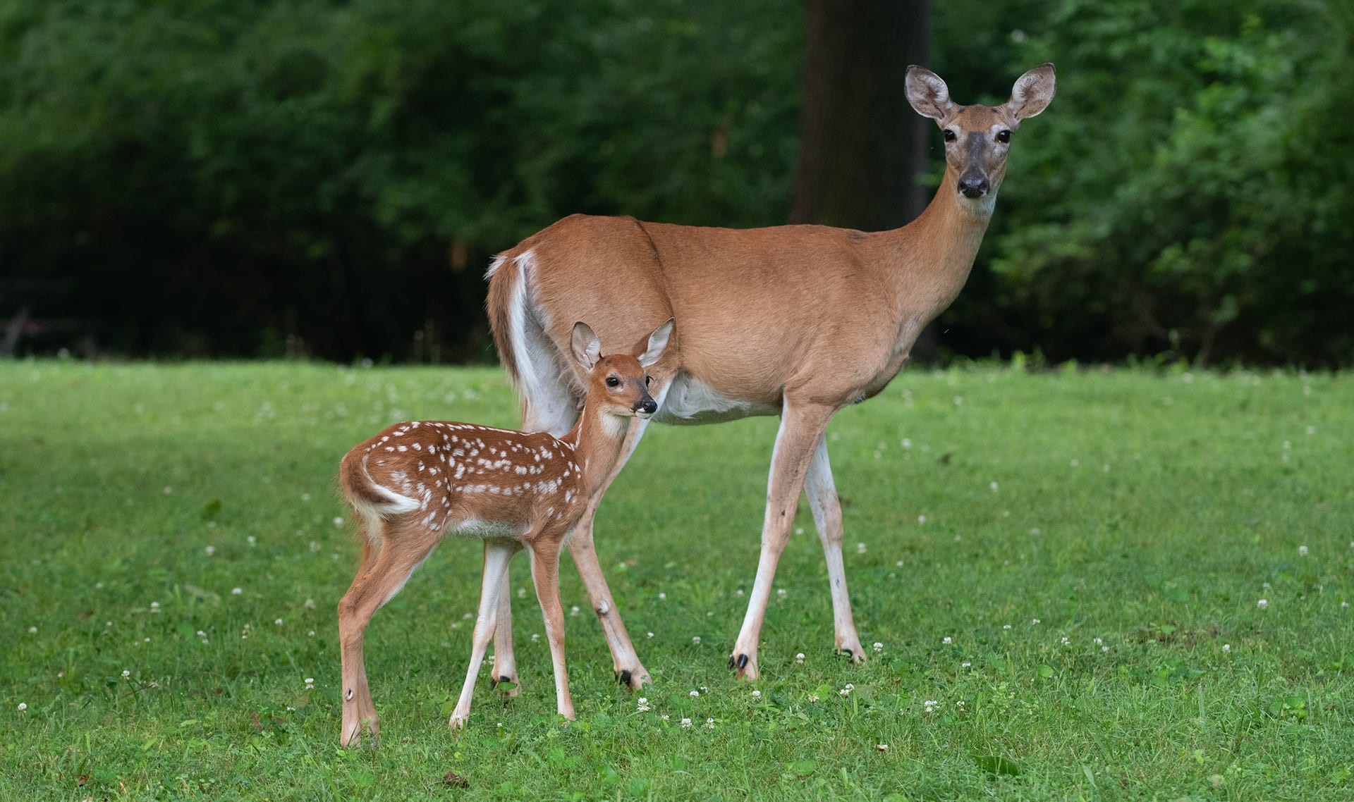 Animals And Their Offspring