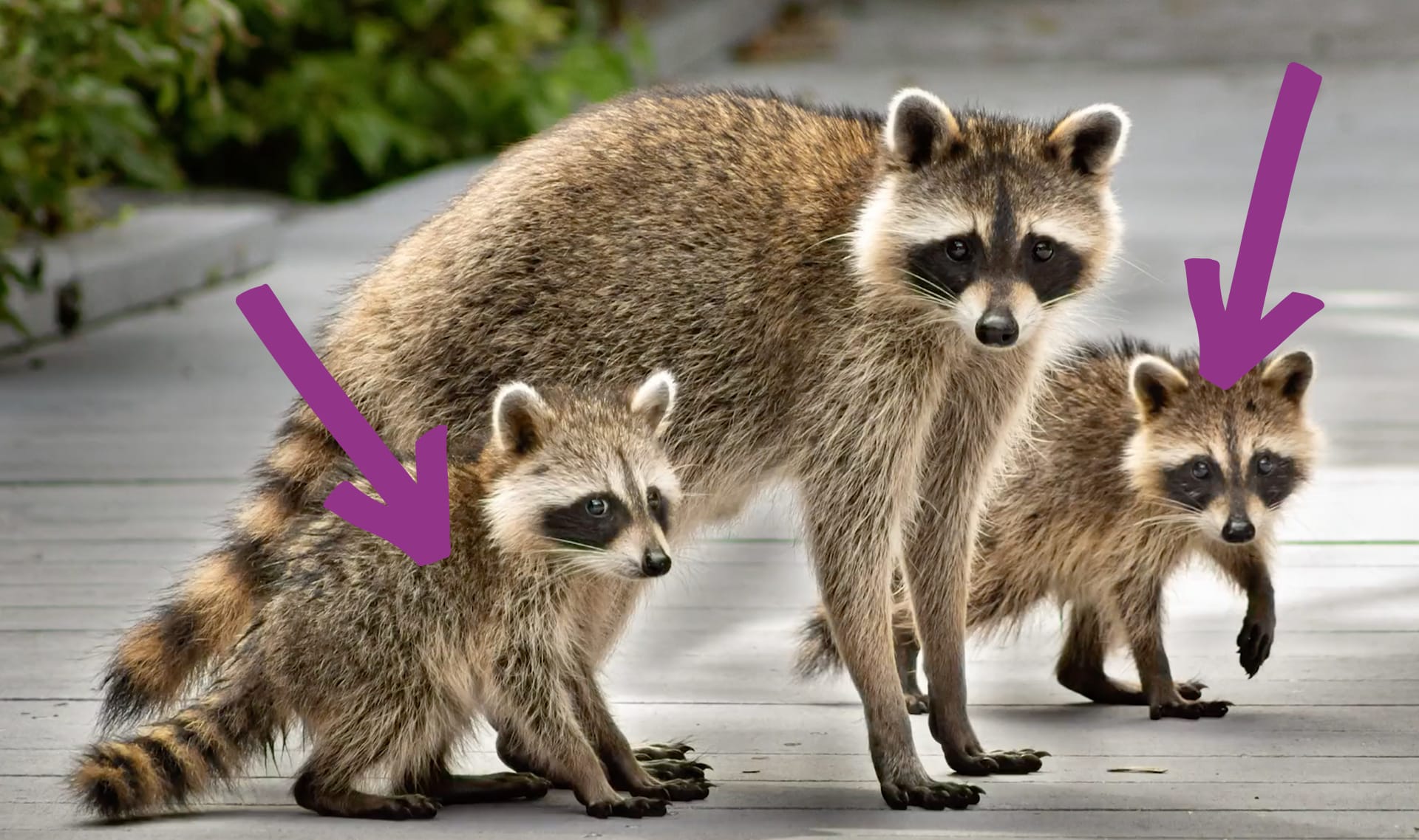 How can you help a lost baby animal find its parents?