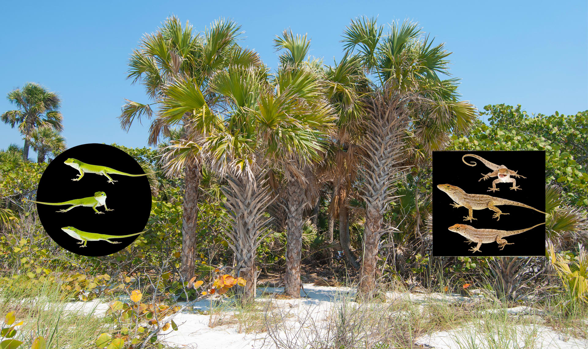 How could a lizard's toes help it survive?