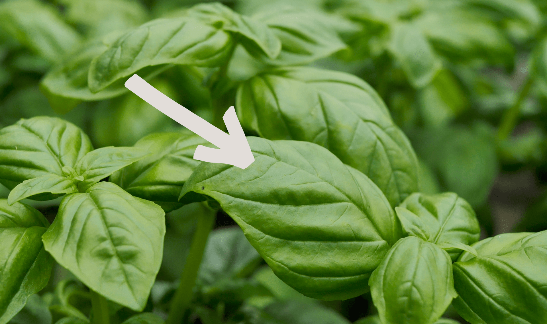 How do you identify a mysterious fruit?