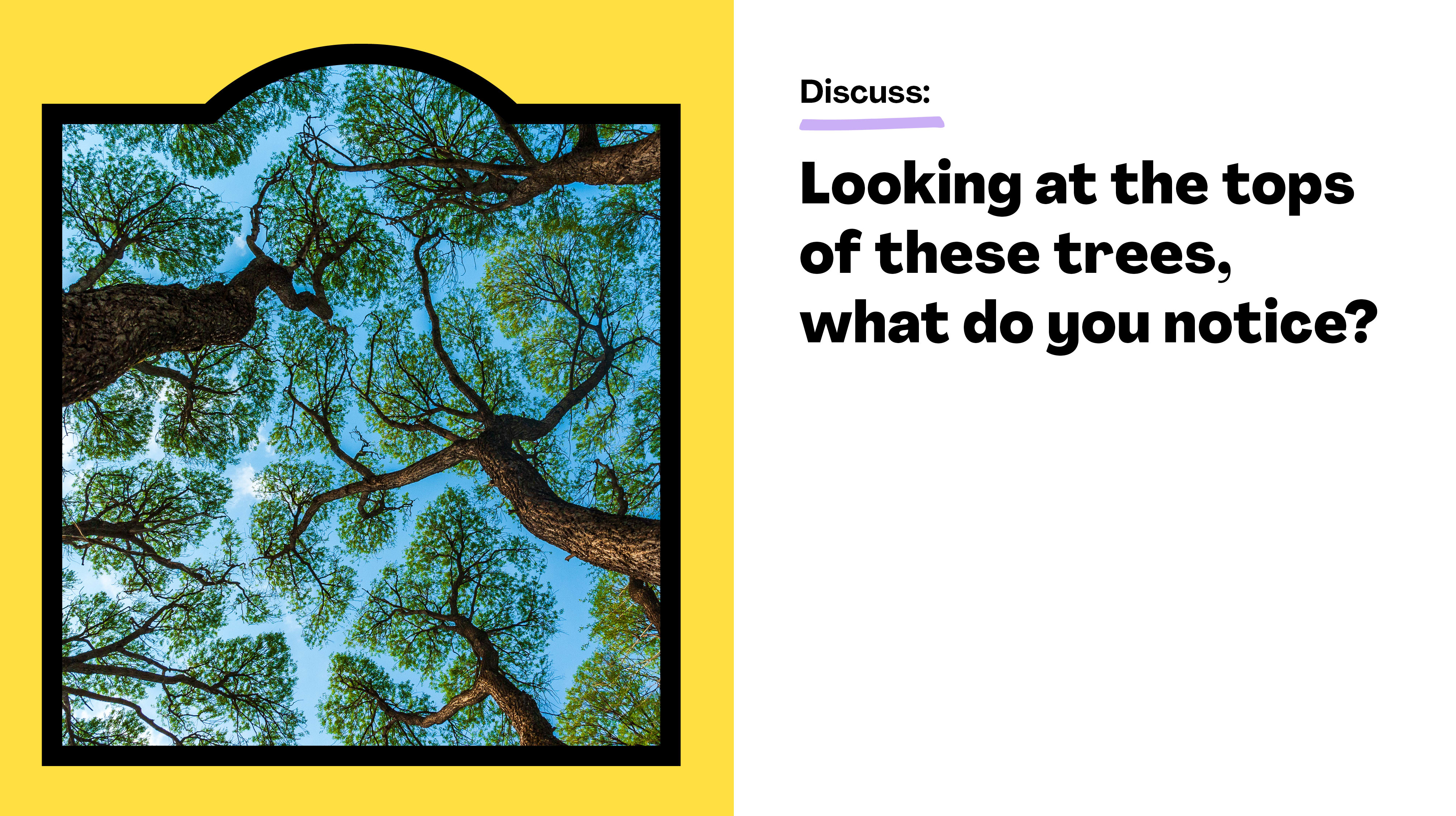 Can Trees Suffocate at Dennis Marquis blog