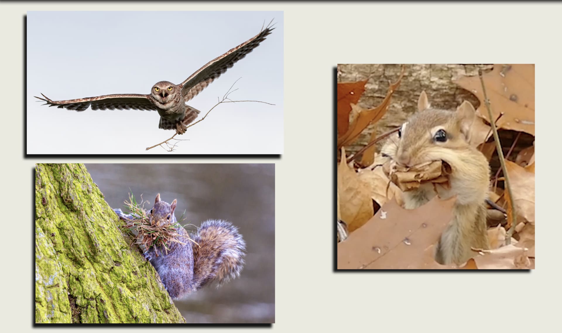 How do animals take care of their babies?