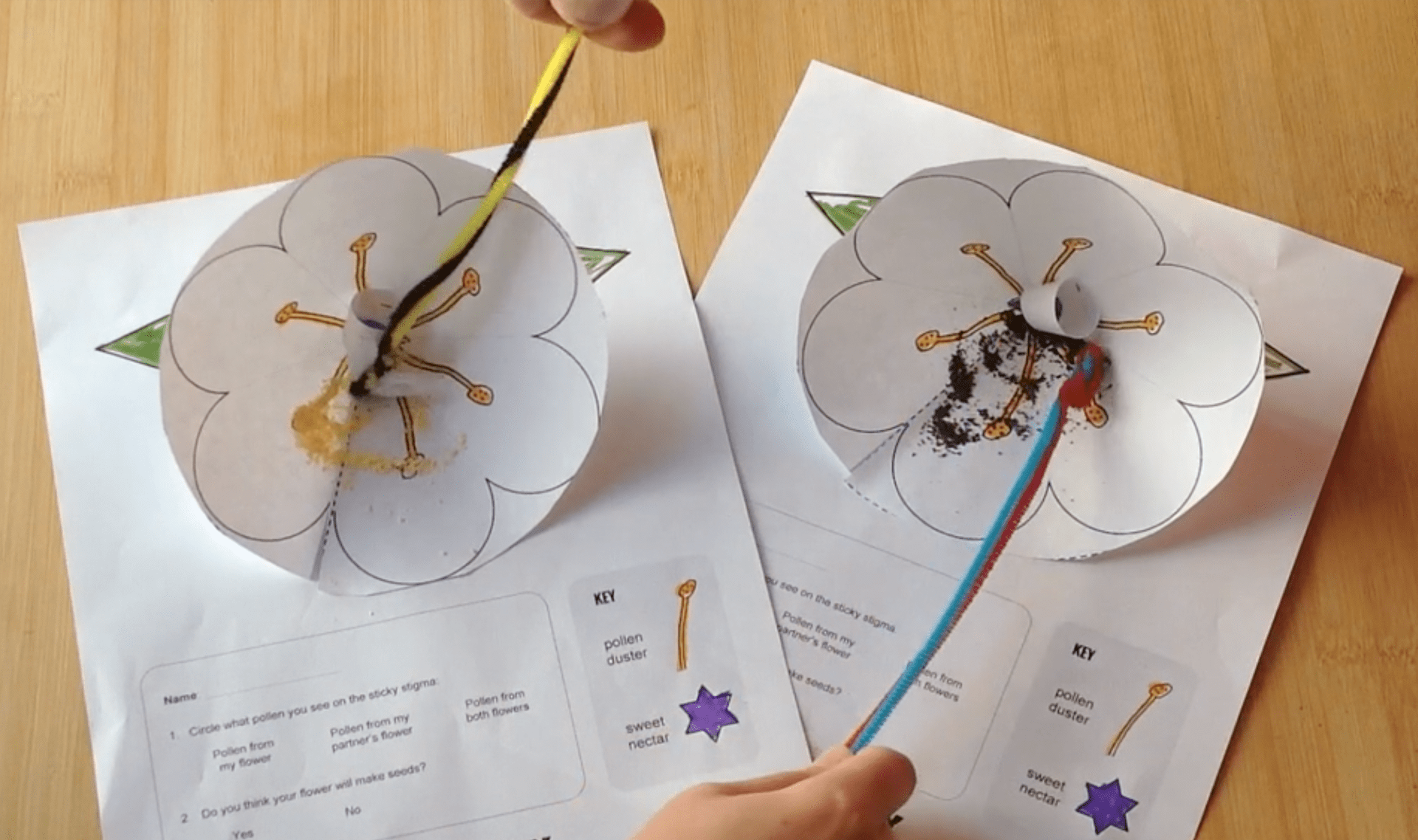 Flower Models For Science Projects | Best Flower Site