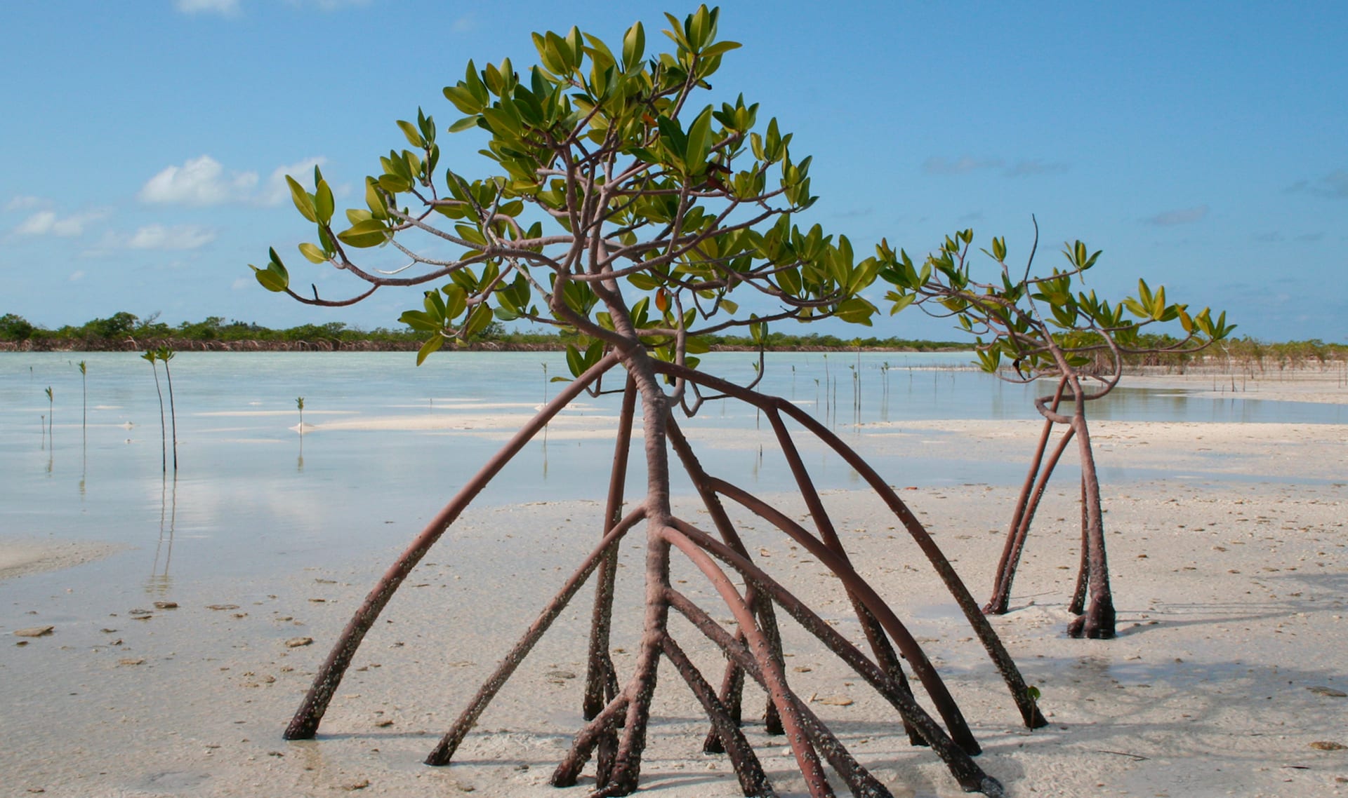 Why don't the same trees grow everywhere?