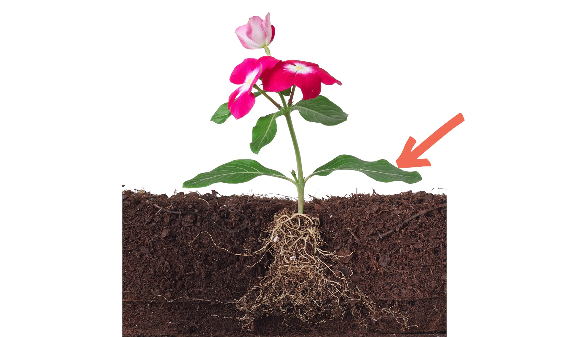 How do plants and trees grow?