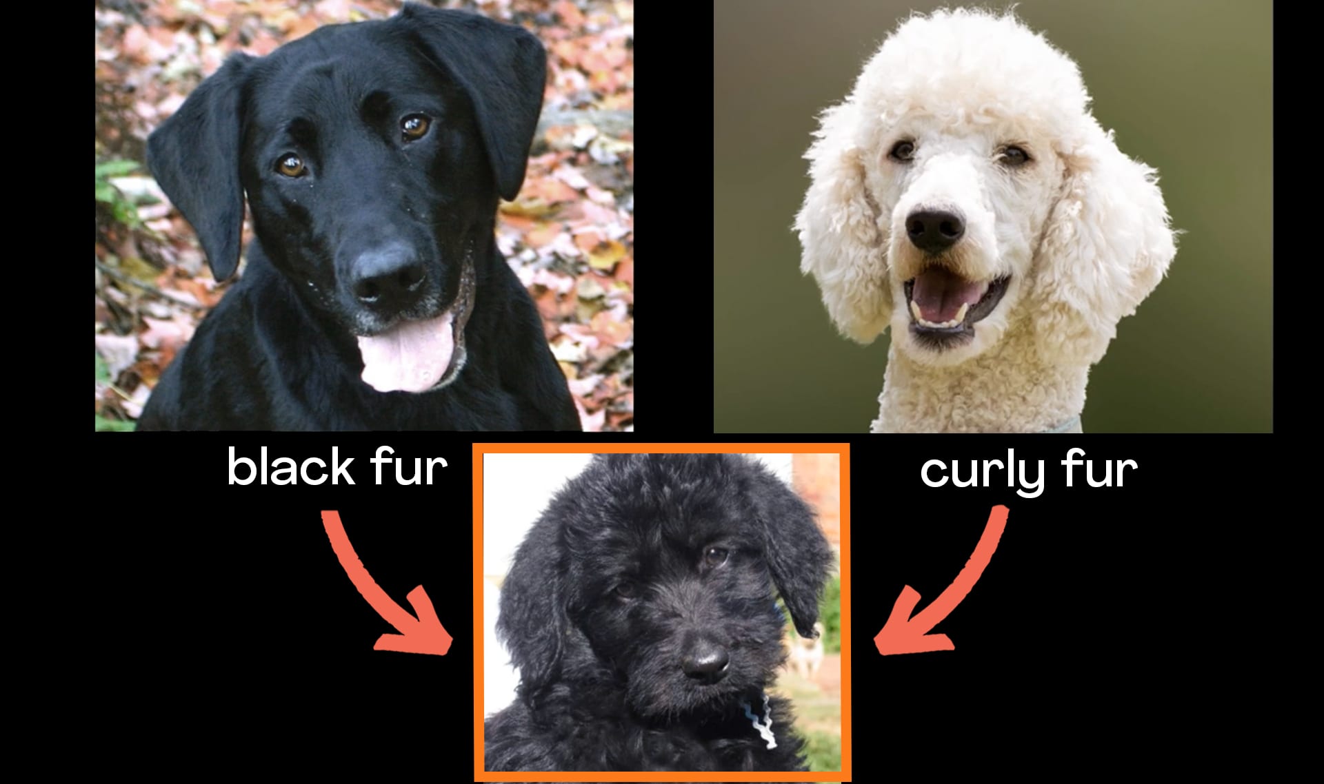 What kinds of animals might there be in the future?