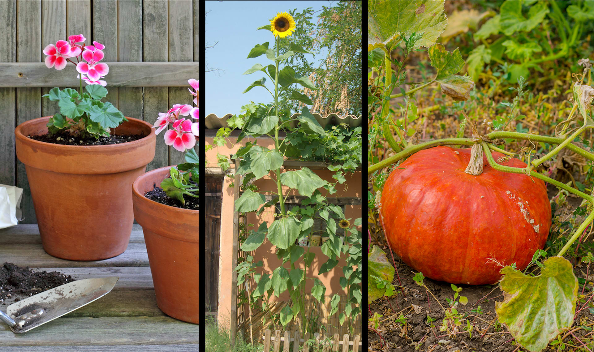 What will a baby plant look like when it grows up?