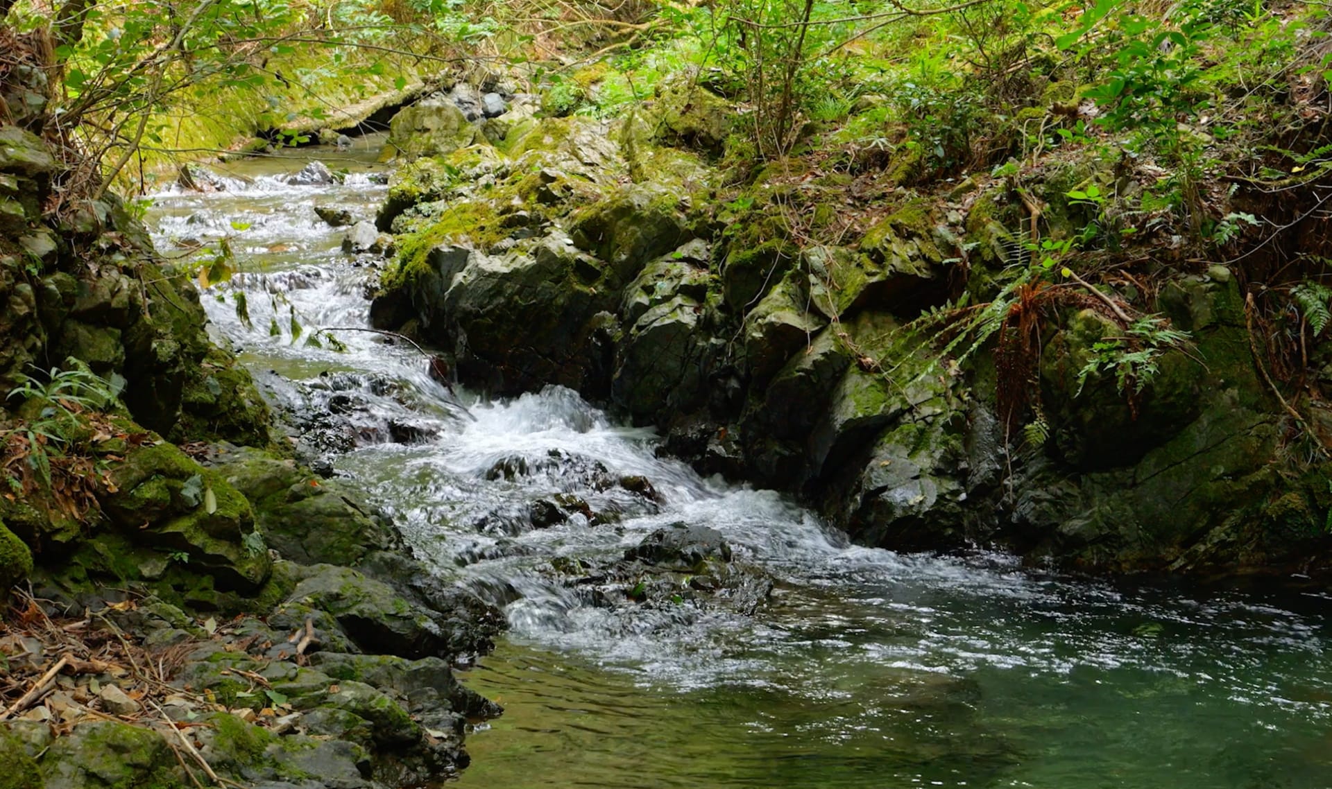 Where do animals find the water they need?