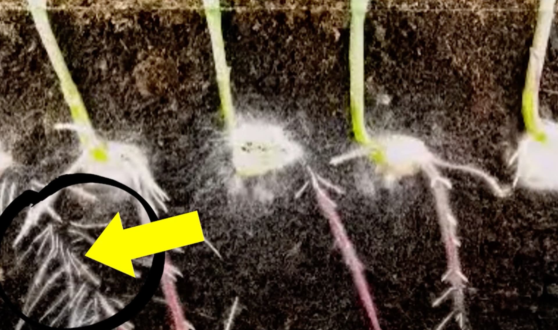 Could a plant survive without light?