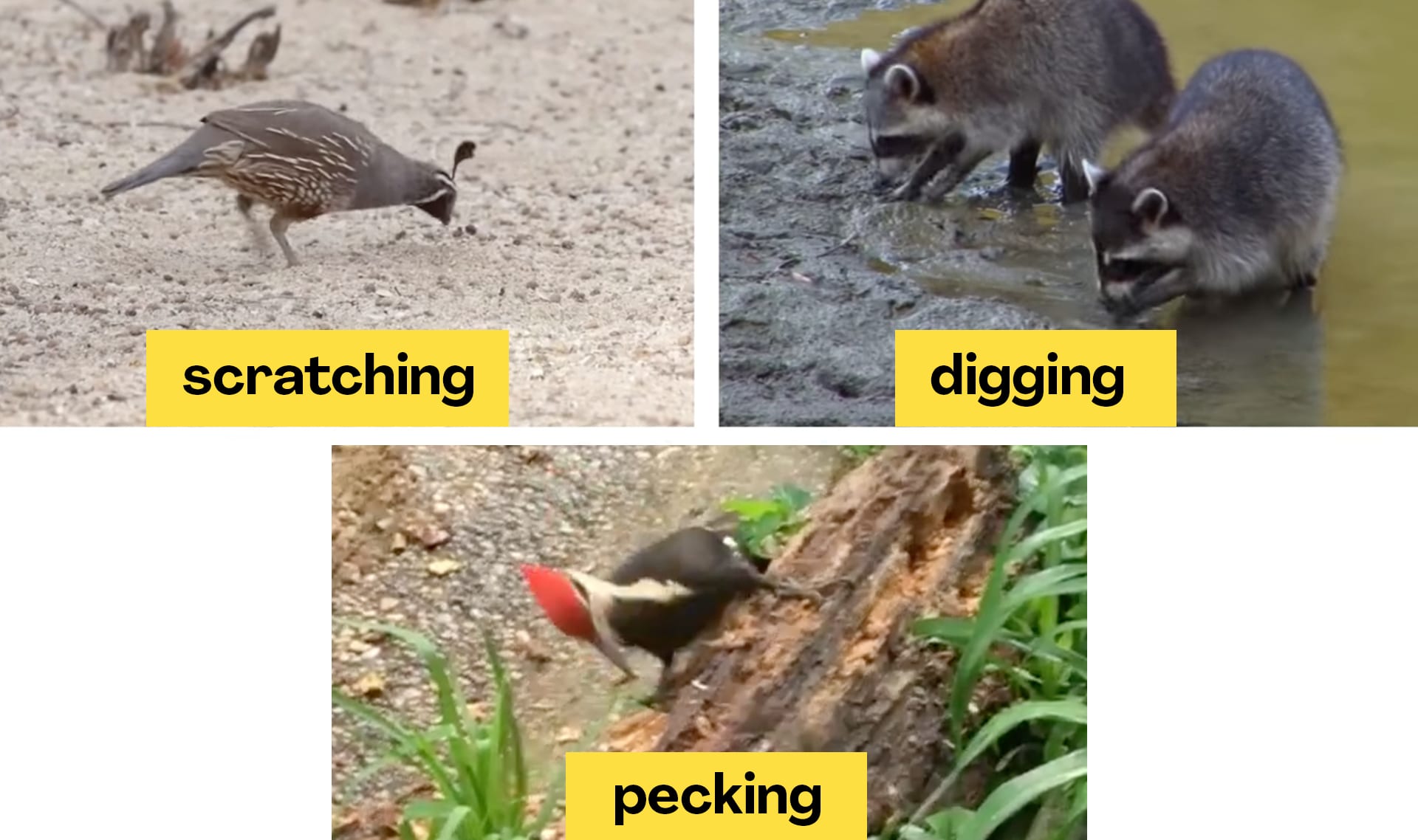 Why do woodpeckers peck wood?