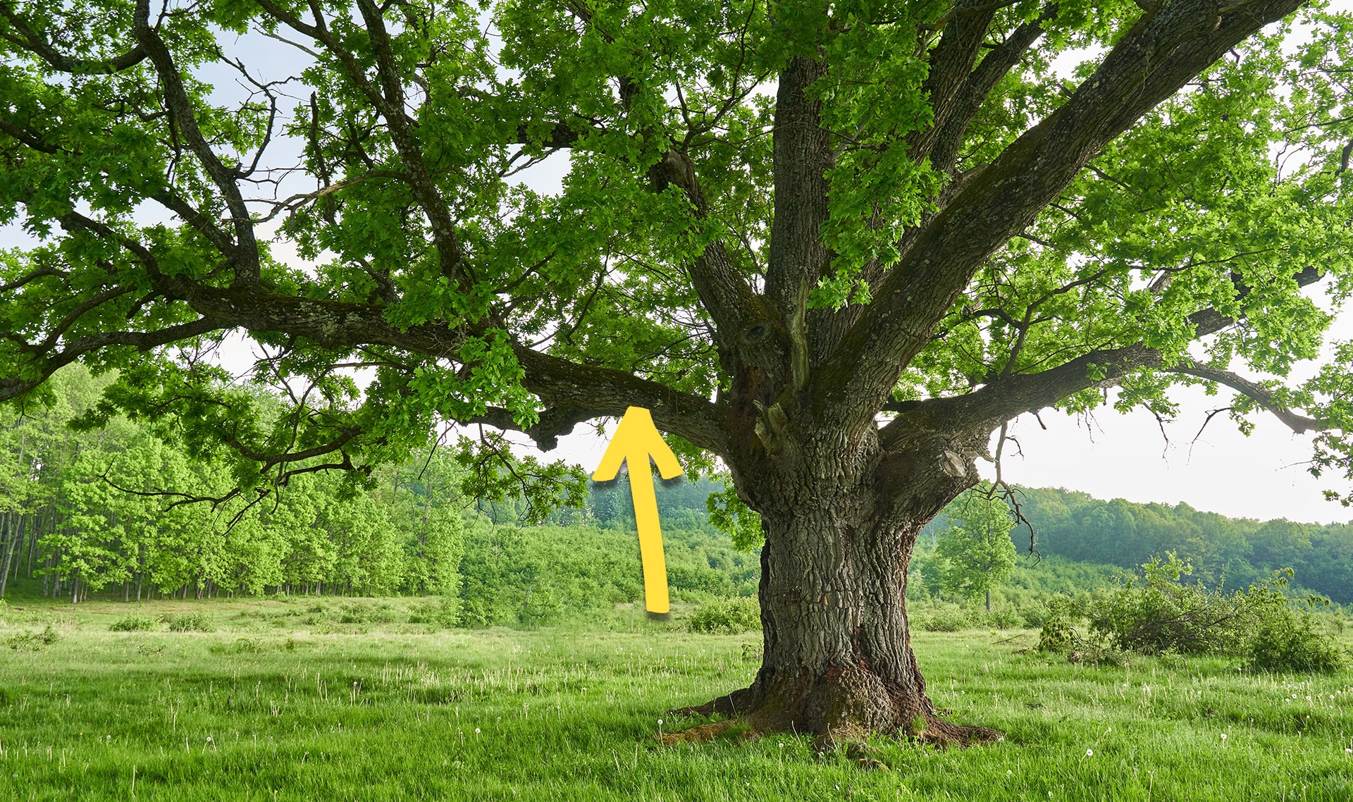 Why don't the same trees grow everywhere?