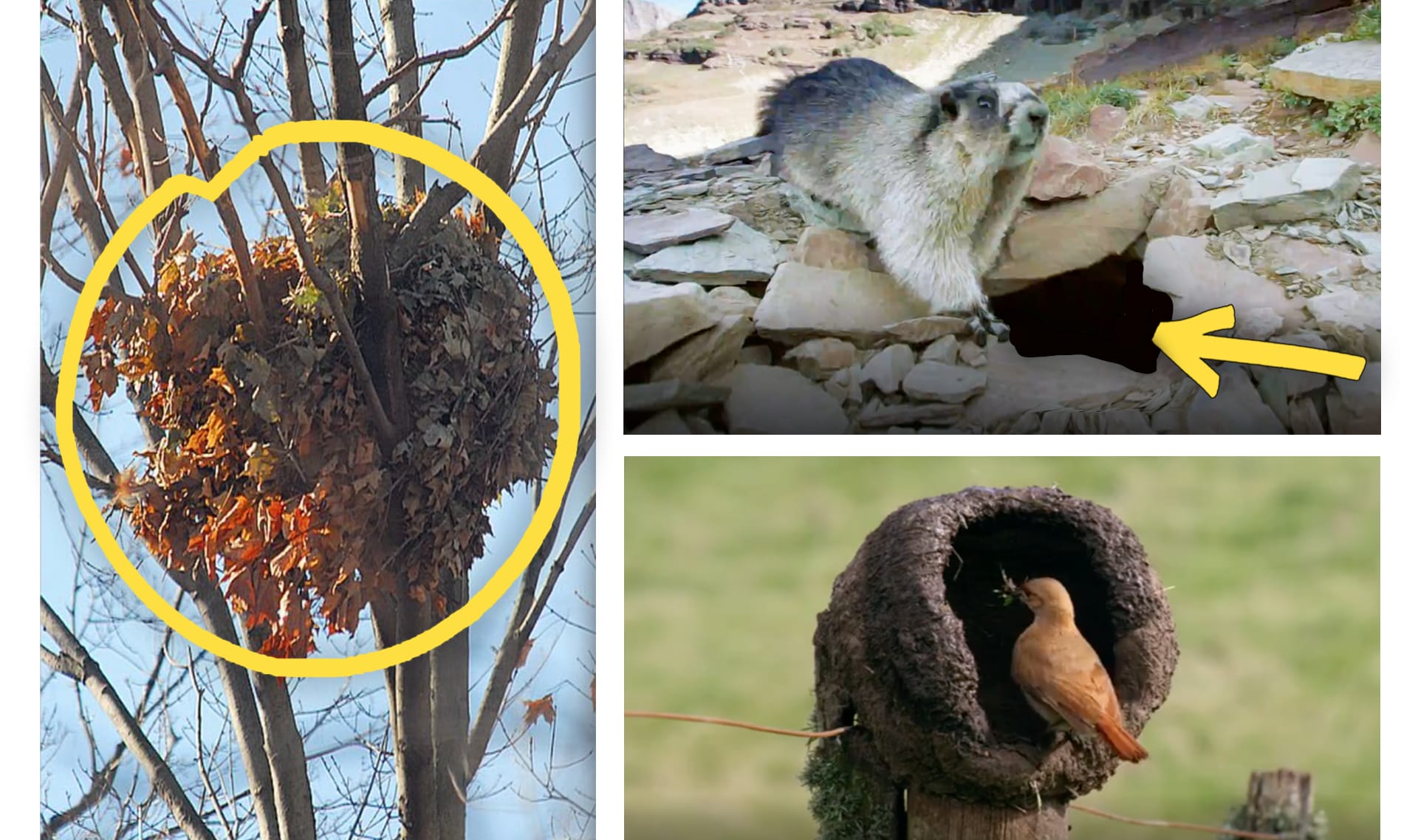 Where do animals live?