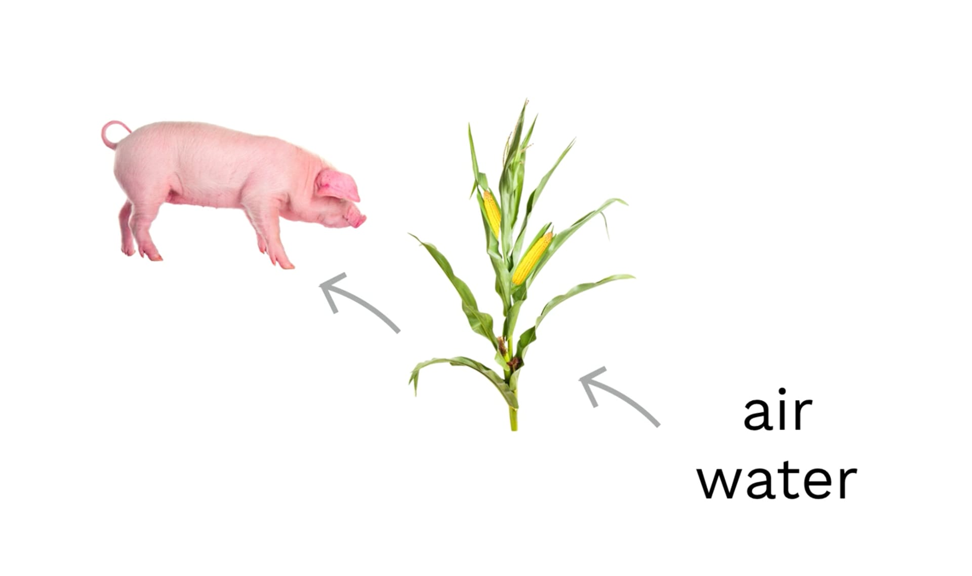 What do plants eat?