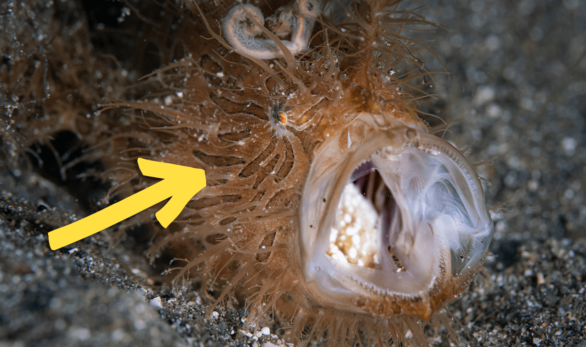 Why do some sea creatures look so strange?