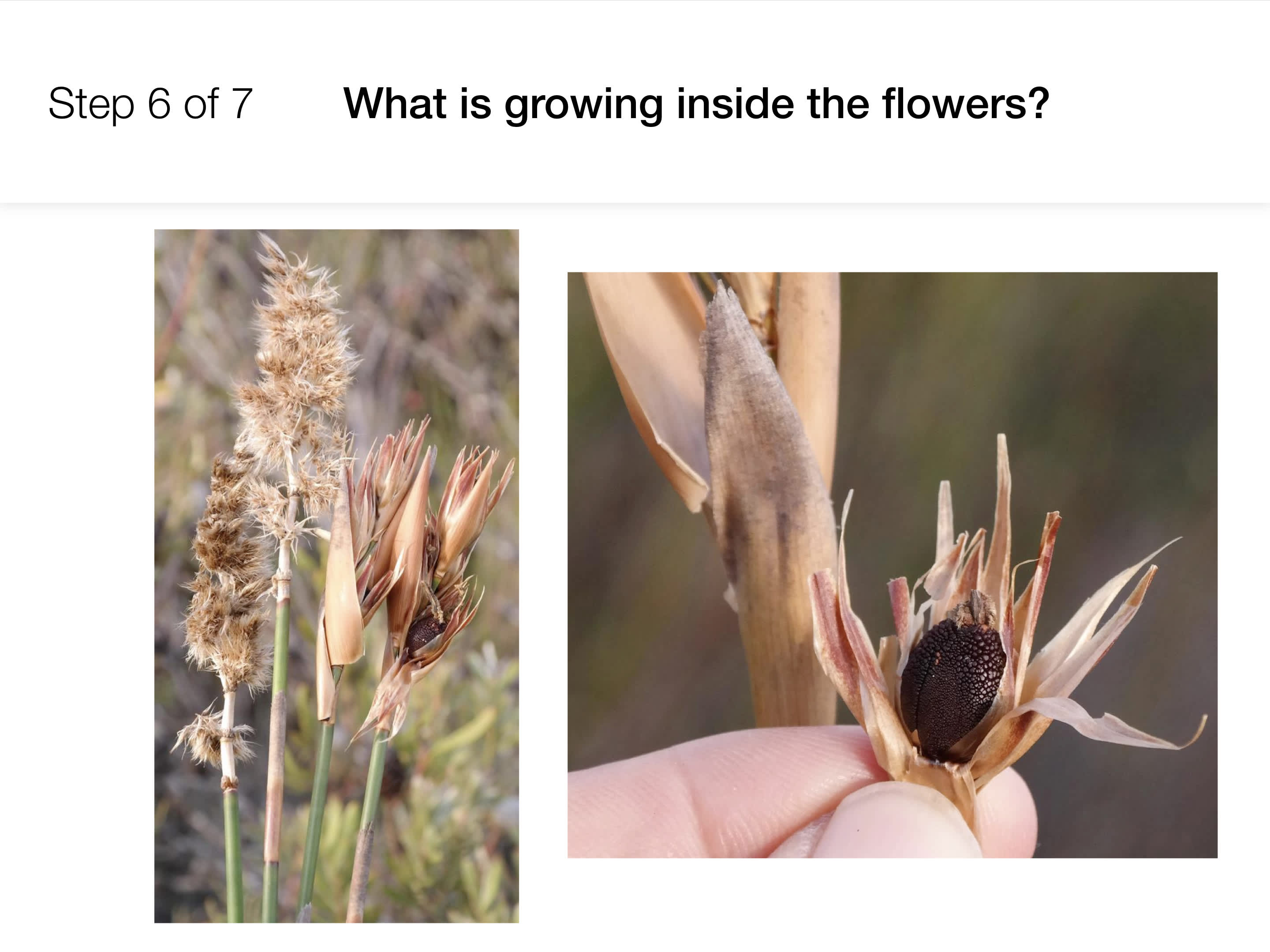 Why Do Flowers Grow Fruit Mystery Science at Cooper Betts blog