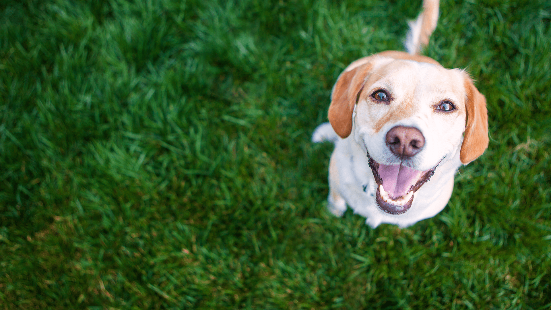 Does my pet really love me? - Mystery Science