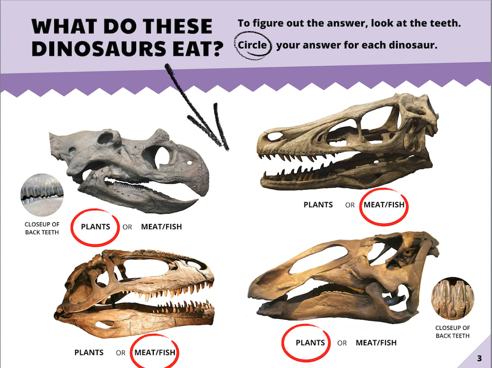 Herbivore Dinosaur Teeth Identification