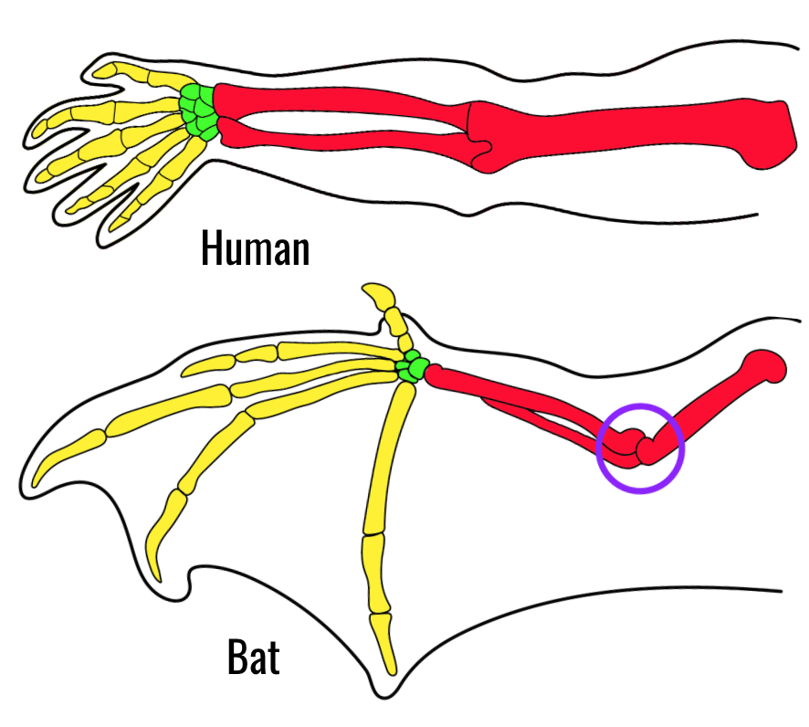 Bat Hands And Wings at Marvin Wolbert blog