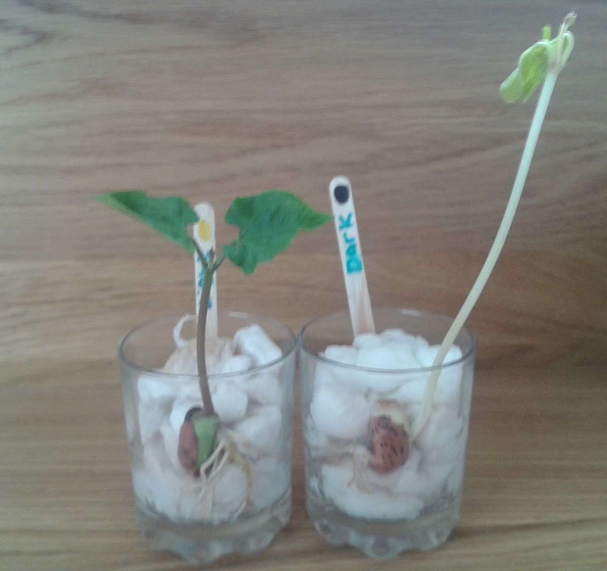 Why Do Trees Grow So Tall at Clayton Cooper blog