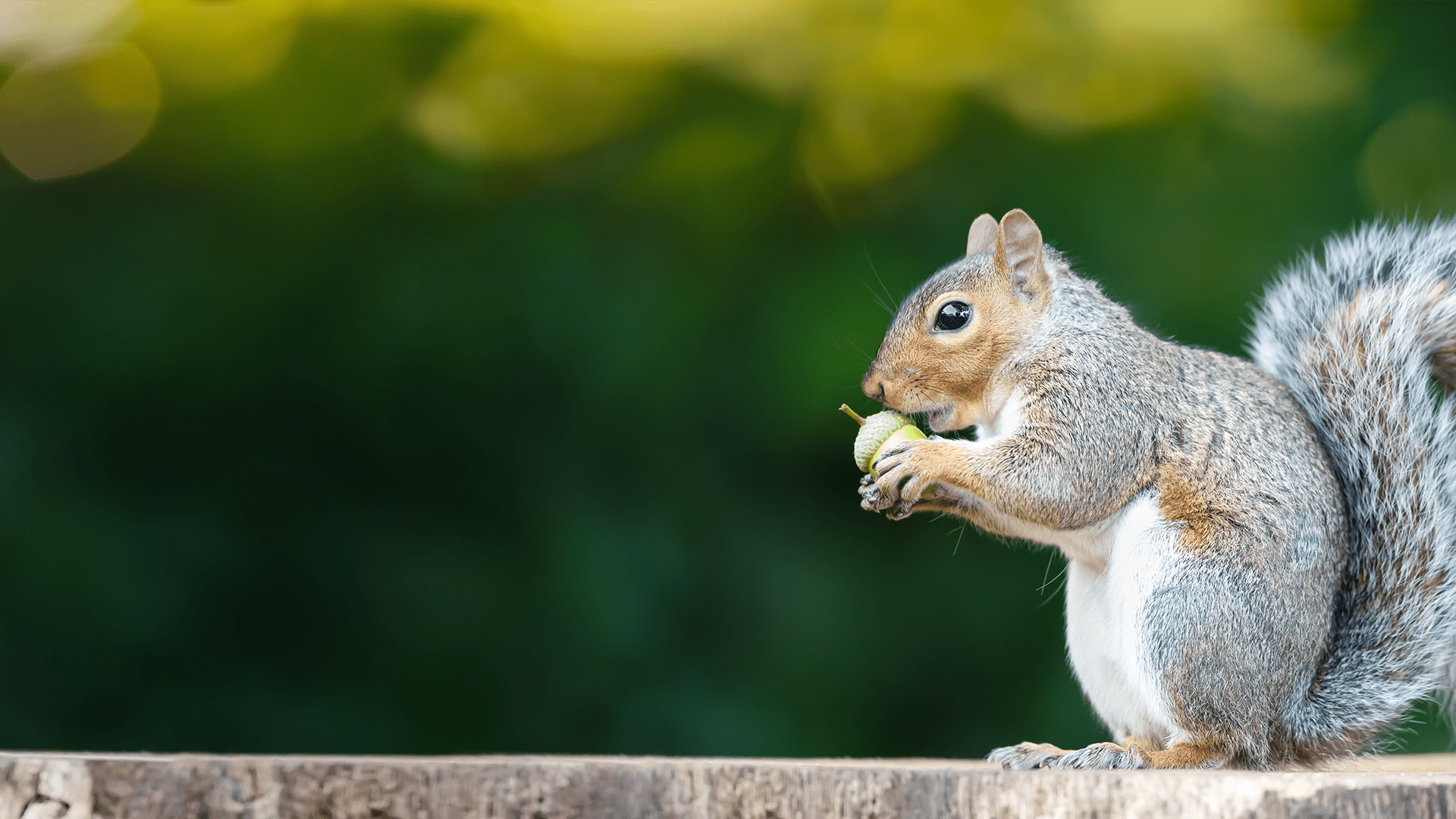 How do squirrels find the acorns they hide? - Mystery Science