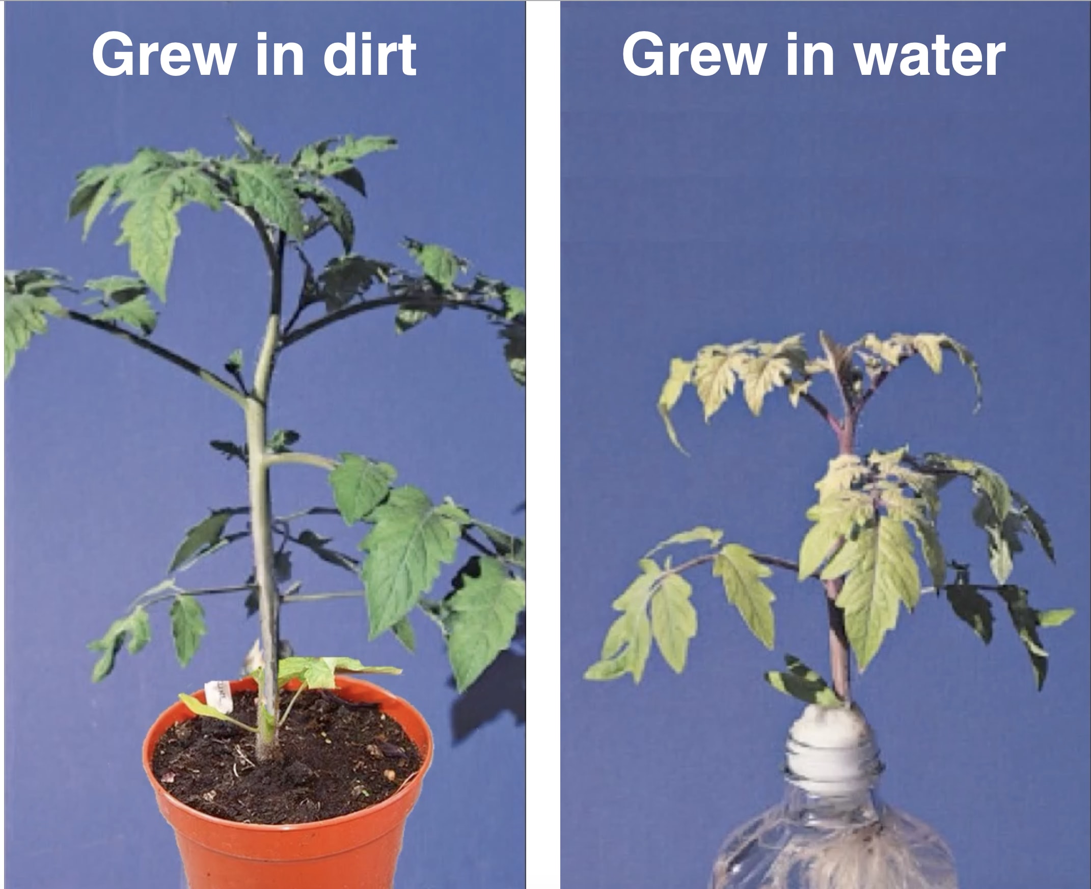 Plant Growth Experiment Ideas