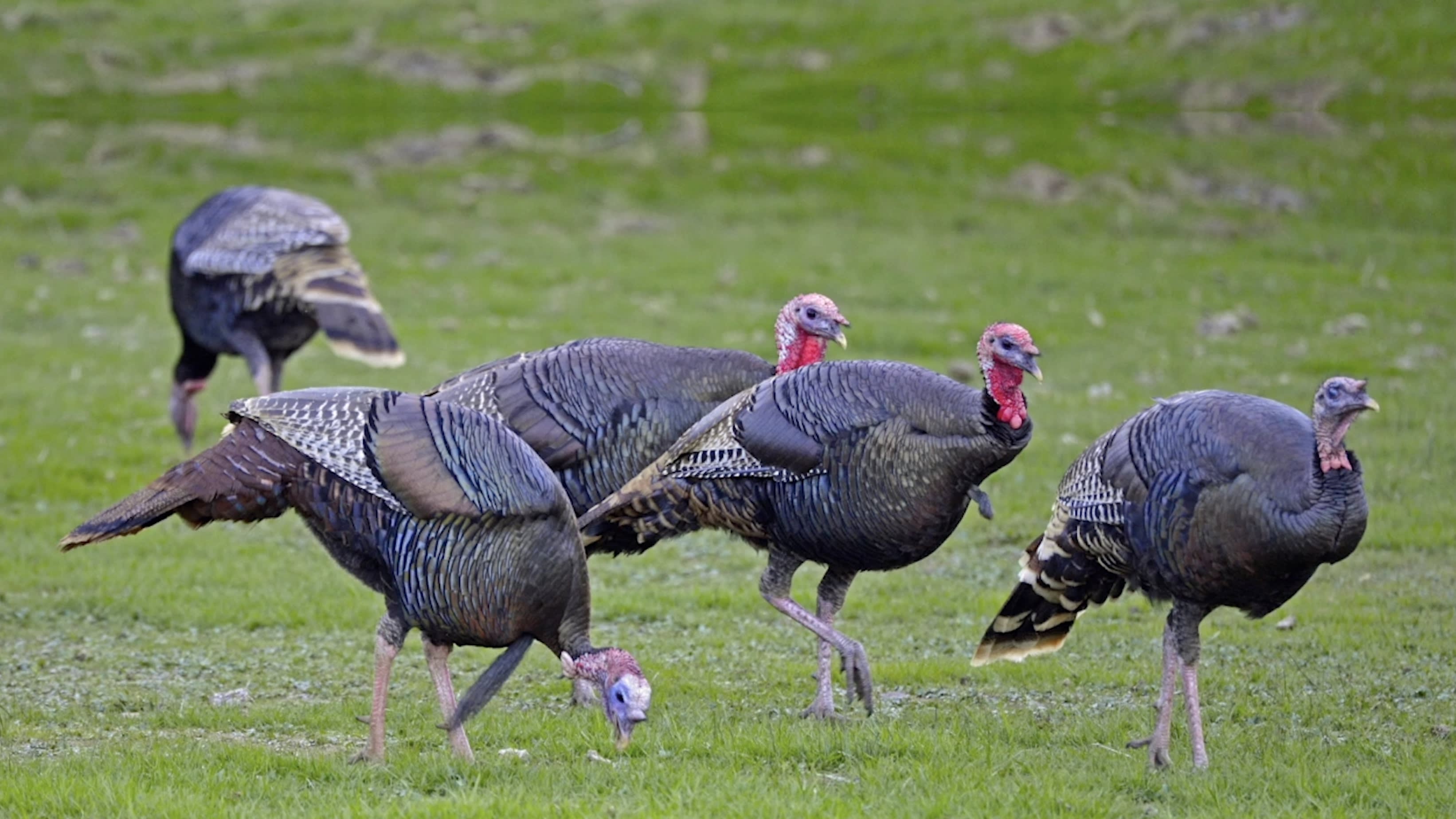 What's that red thing on a turkey?