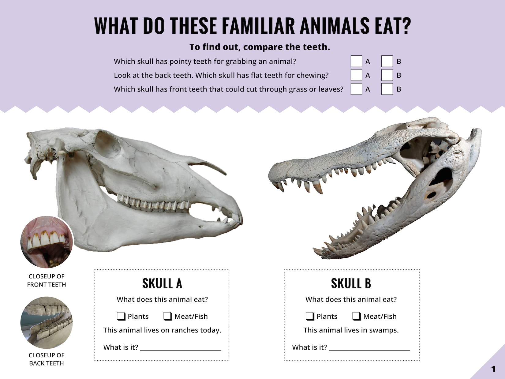 How do we know what dinosaurs looked like?