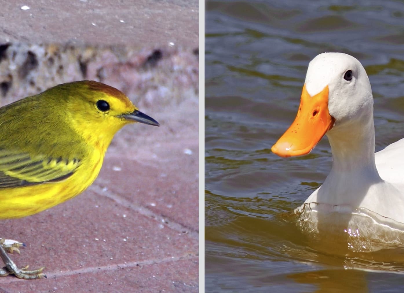 Why do birds have beaks?