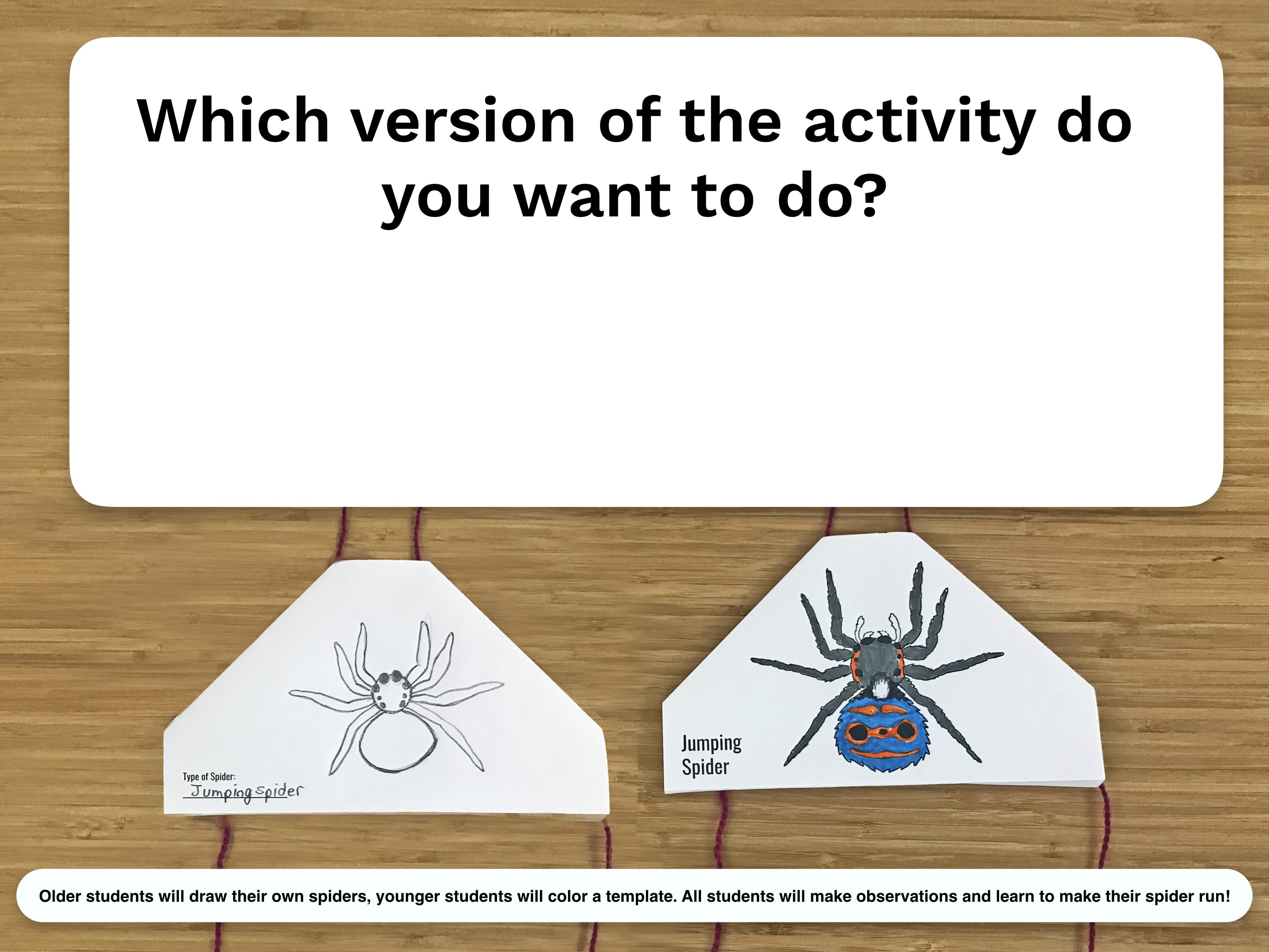 What is the biggest spider in the world?