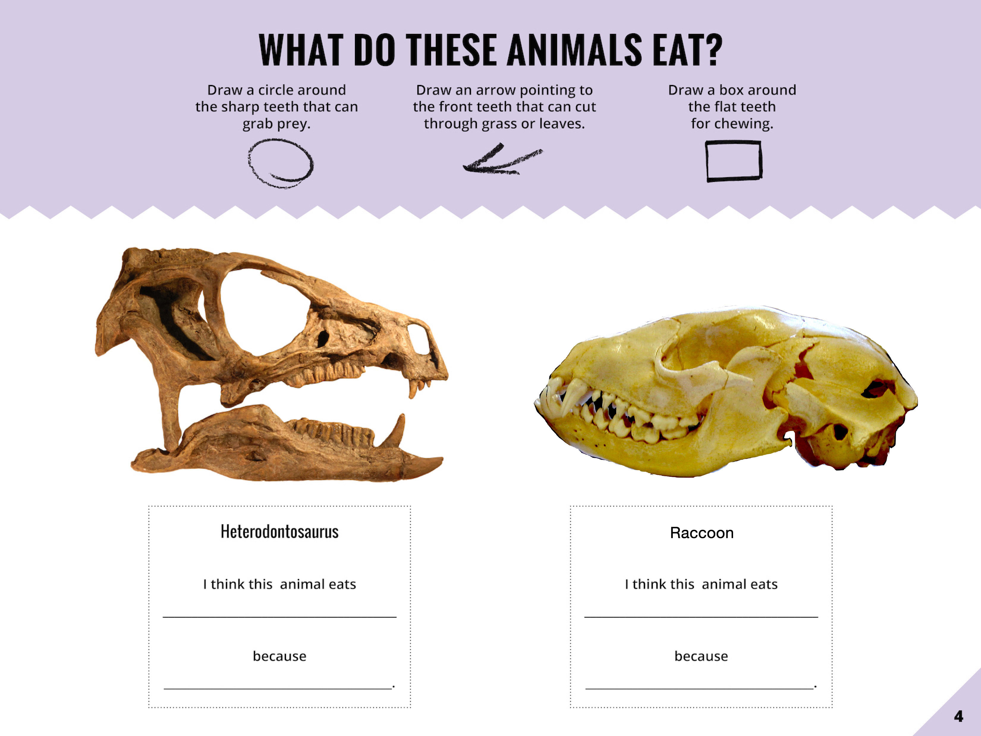 Animal Teeth Worksheet