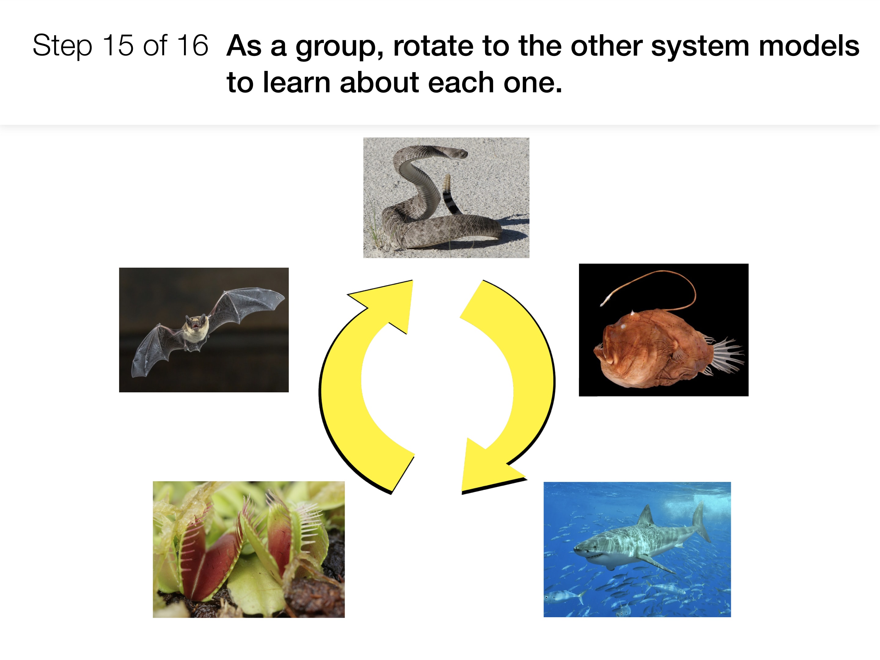 How are animals and plants like machines?